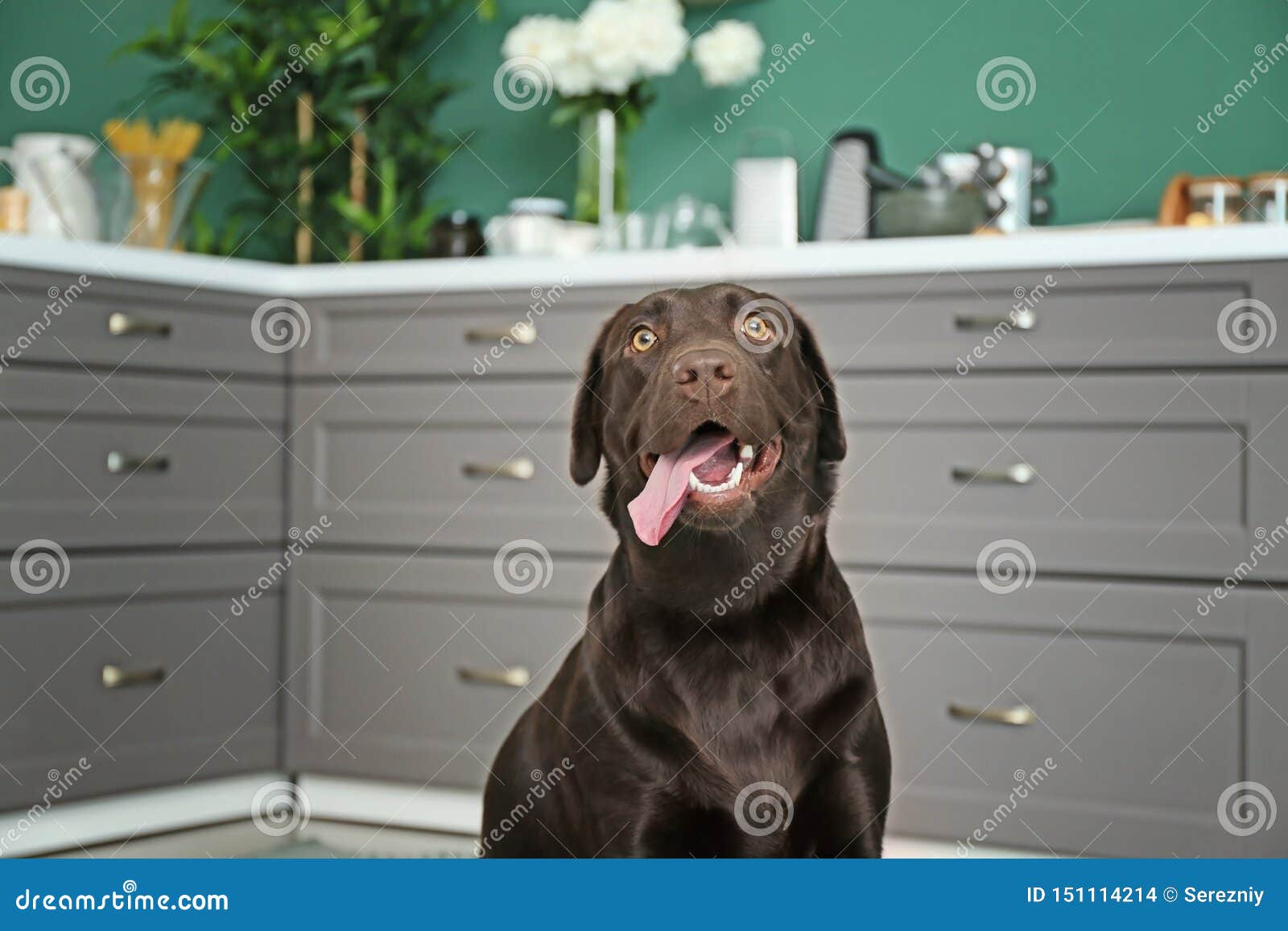 Cute funny dog in kitchen stock photo. Image of mammal - 151114214