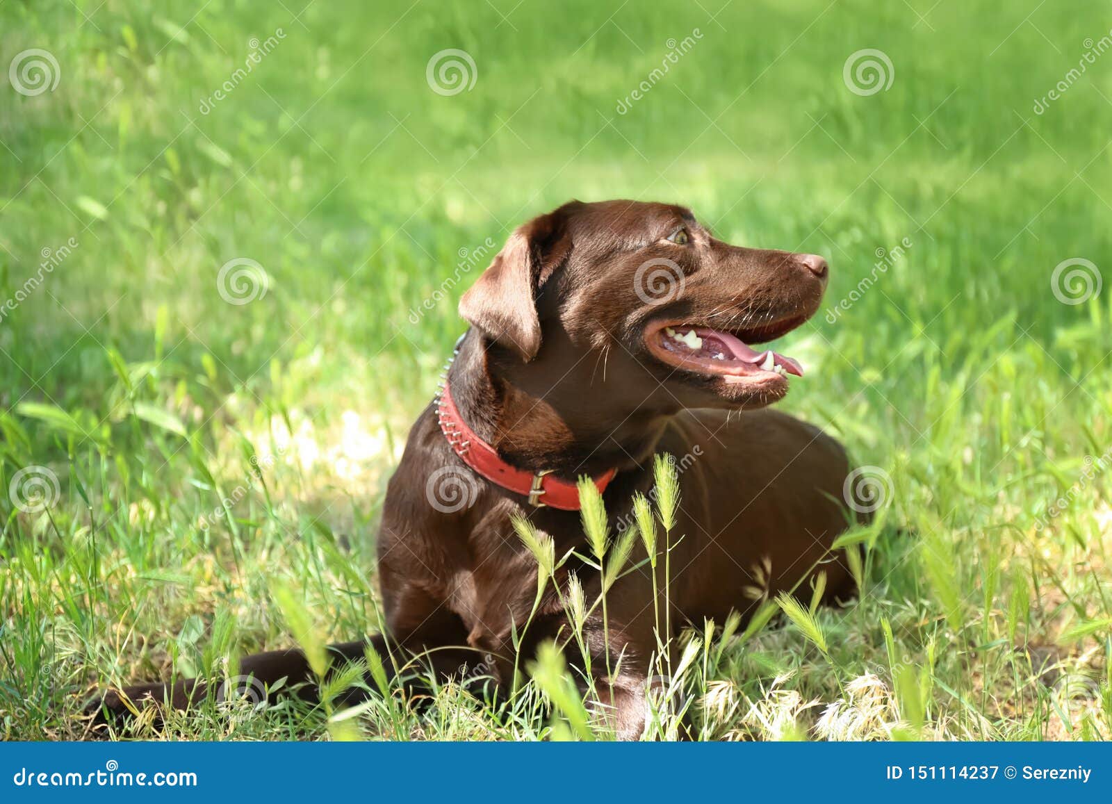 Cute Funny Dog in Park on Spring Day Stock Image - Image of outdoors ...