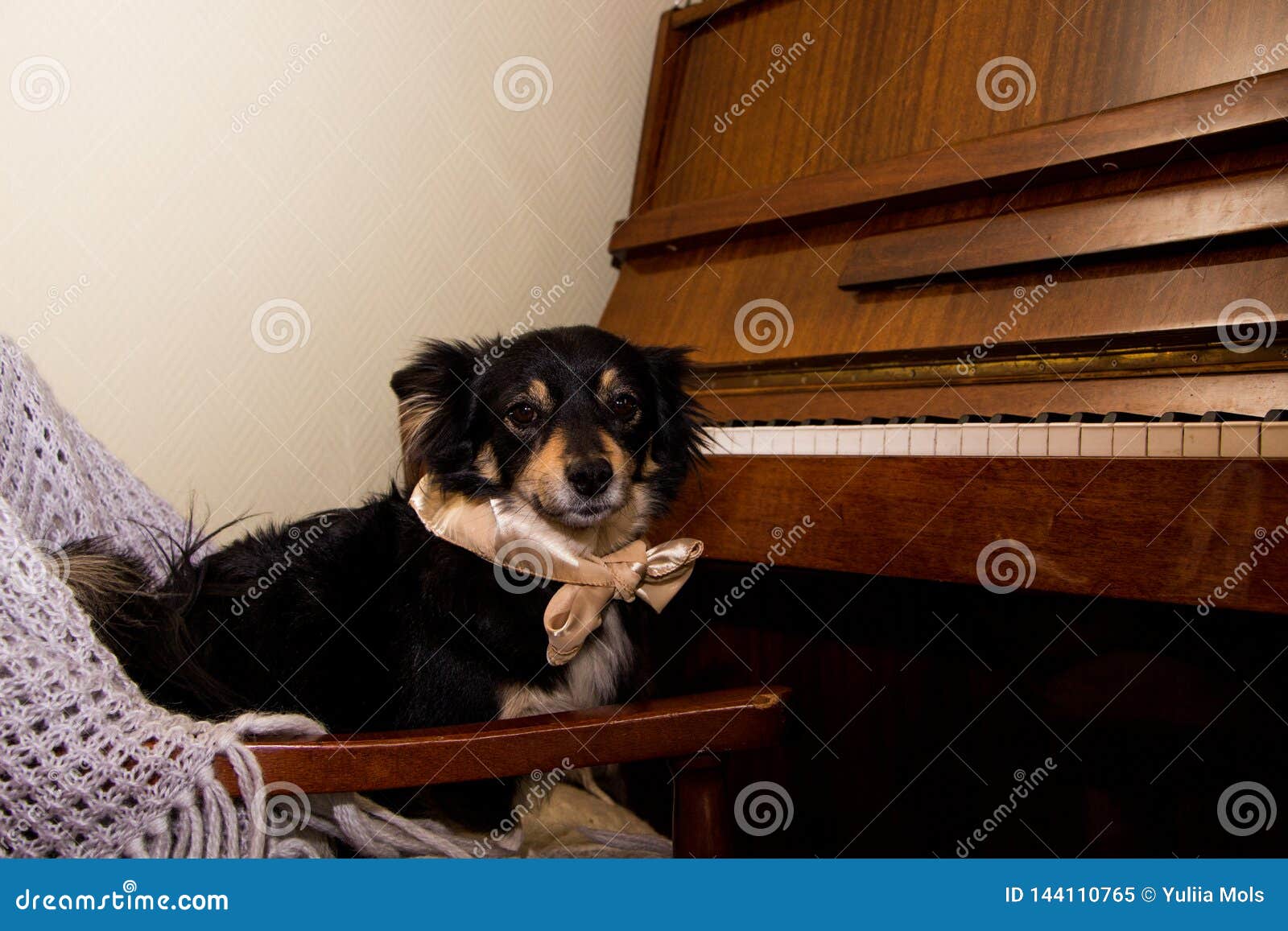 Cute Funny Dog Playing the Piano Stock Image - Image of jazz, keys ...