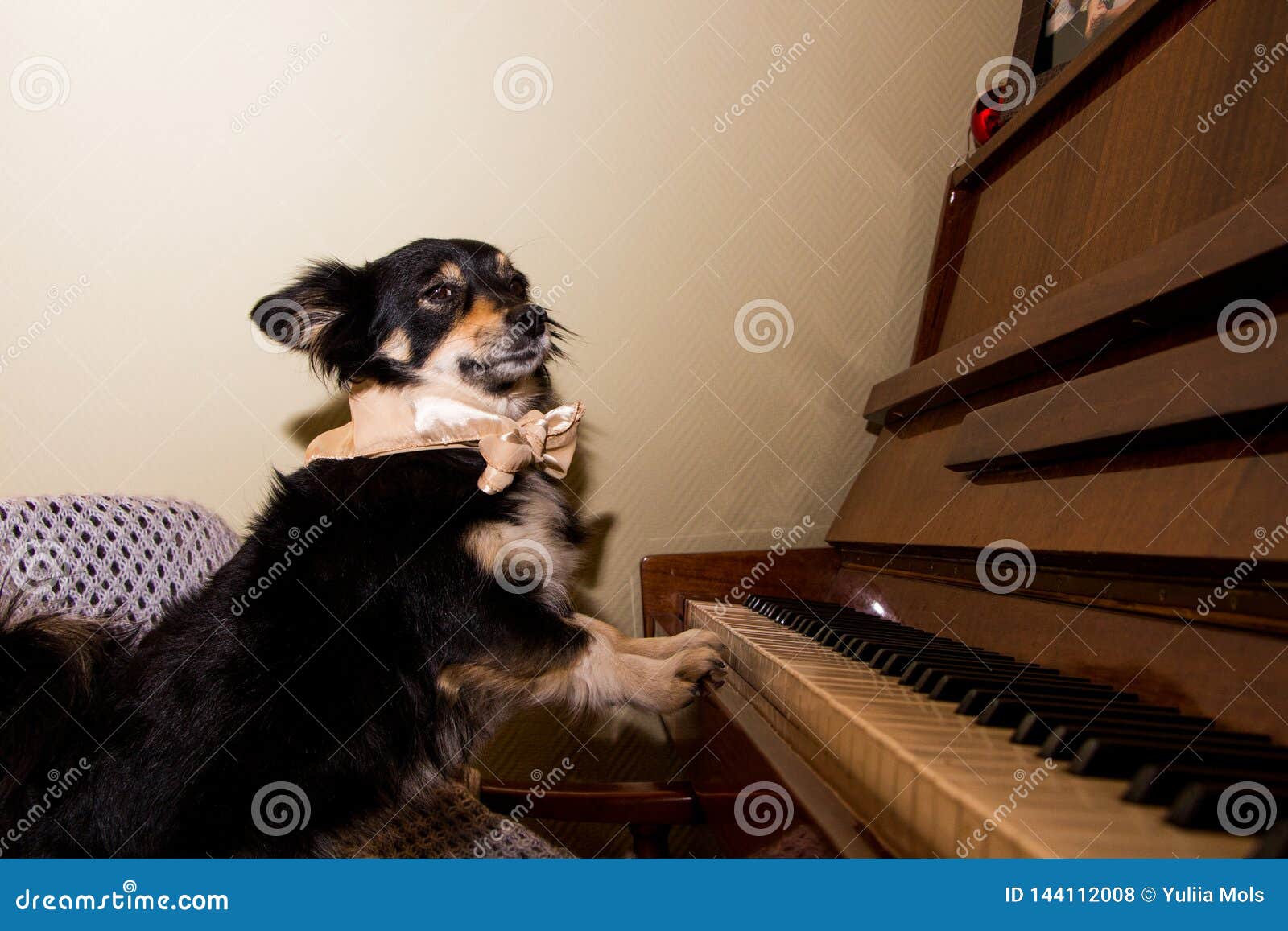 Cute Funny Dog Playing the Piano Stock Photo - Image of keyboard ...