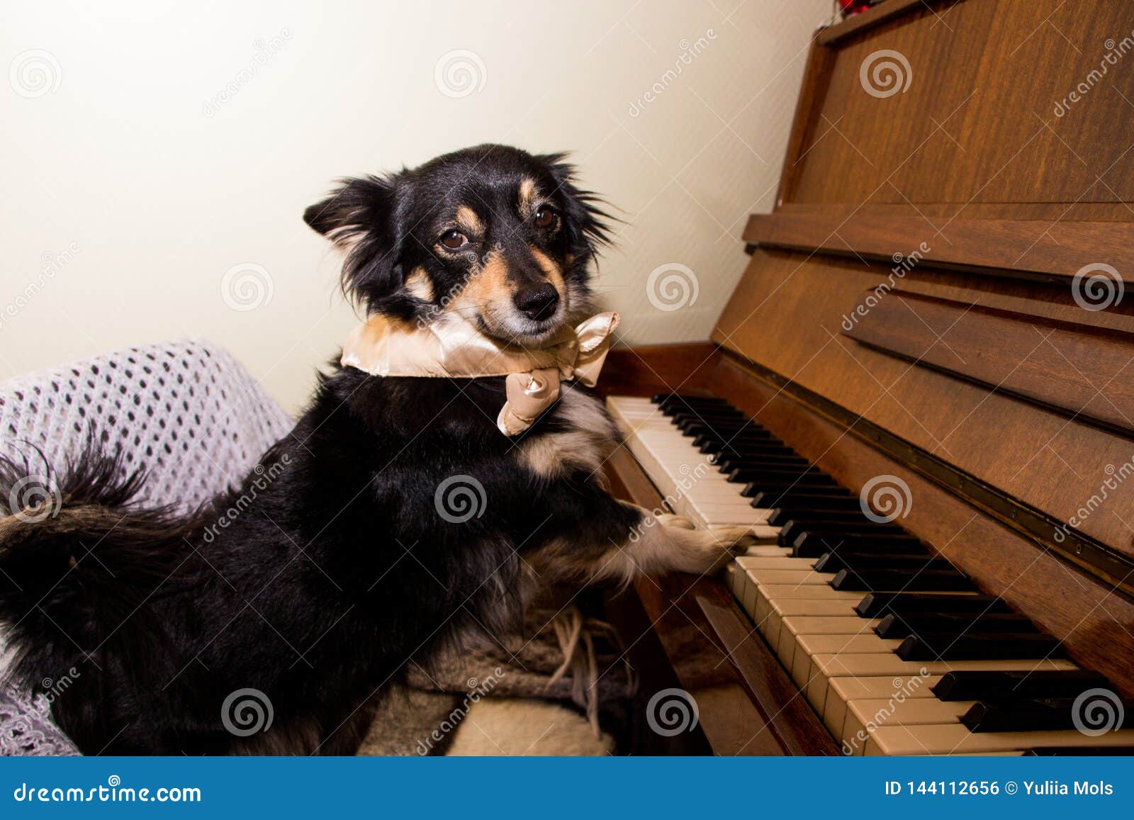 Cute Funny Dog Playing the Piano Stock Photo - Image of ivory, adorable ...