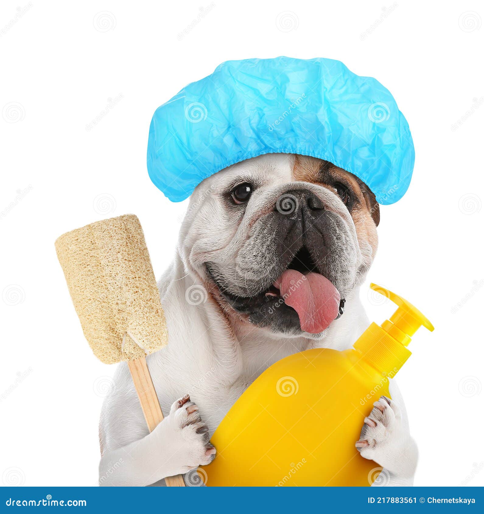 Cute Funny Dog with Shower Cap and Different Accessories for Bathing on ...