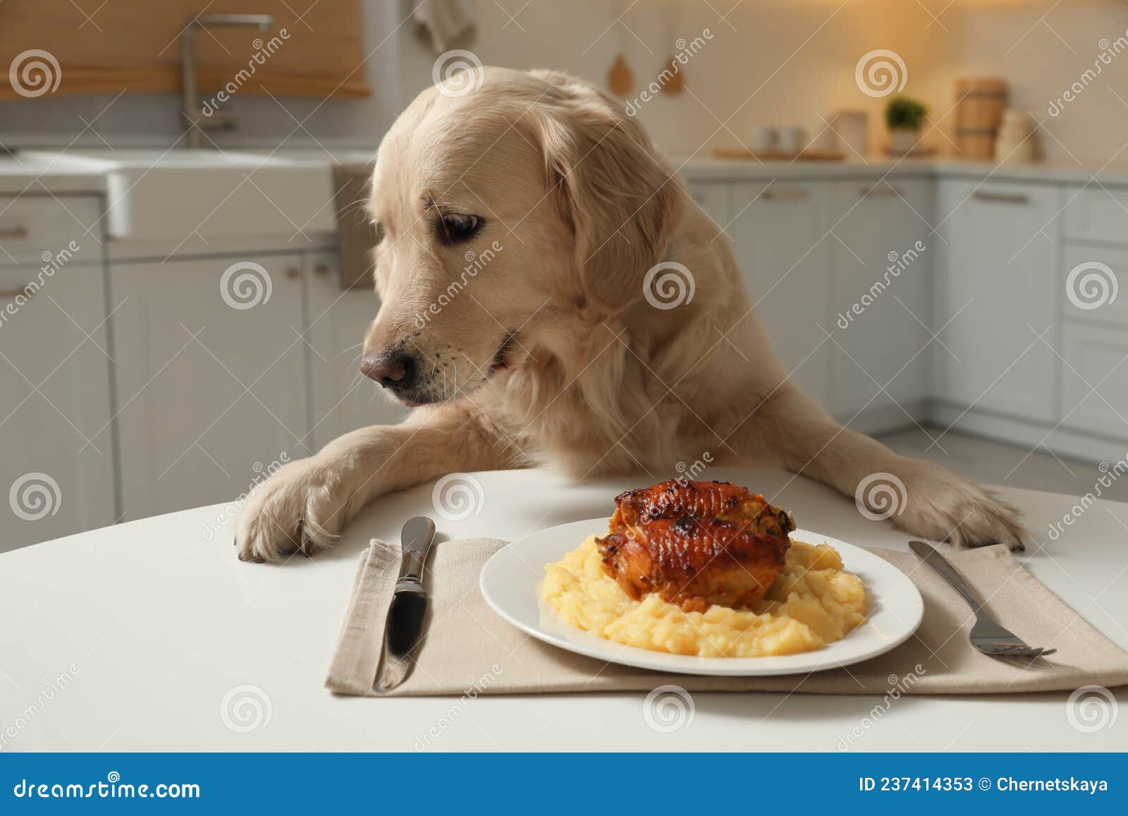 Cute Funny Dog Sitting at Table with Food in Kitchen Stock Image ...