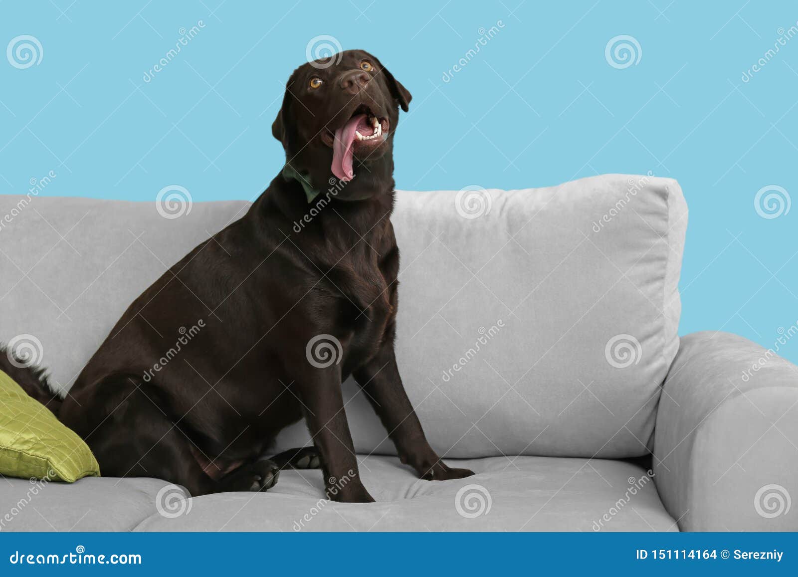 Cute Funny Dog on Sofa at Home Stock Photo - Image of cute, purebred ...