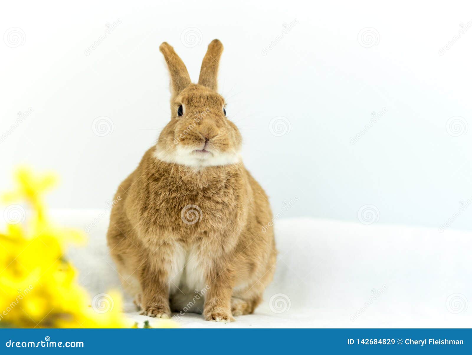 Cute and Funny Easter Bunny Rabbit with Simple White Background Stock ...
