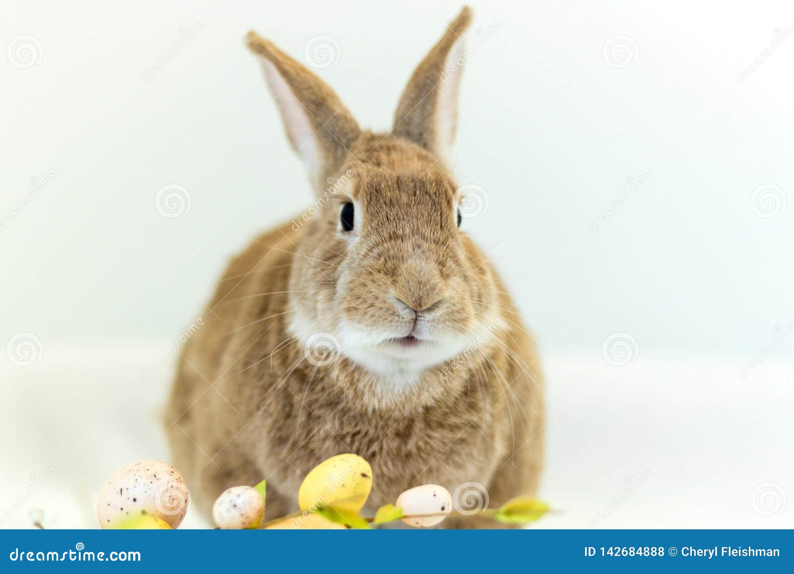 Cute and Funny Easter Bunny Rabbit with Simple White Background Stock ...
