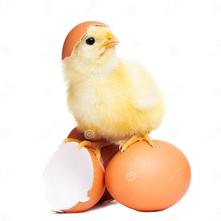 Cute funny easter chick stock photo. Image of babe, bird - 50711666