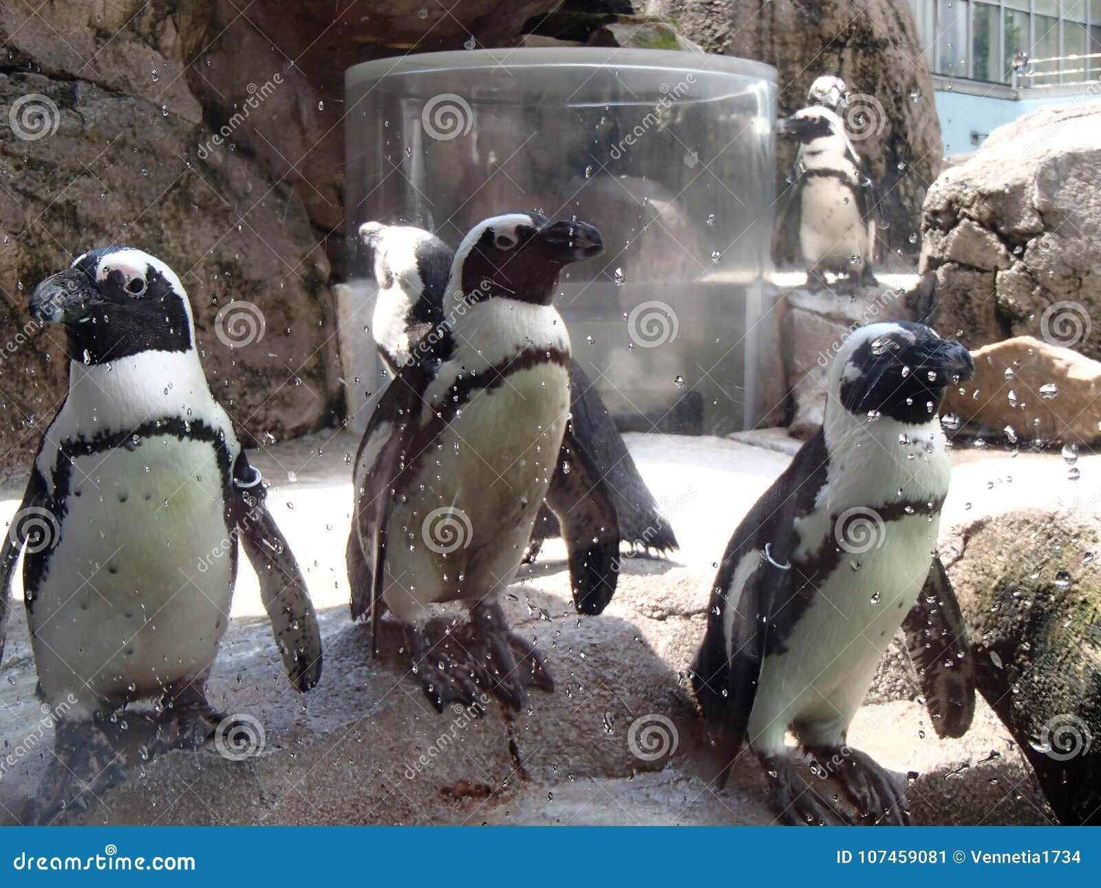 Penguin fun stock image. Image of bird, penguin, fauna - 107459081