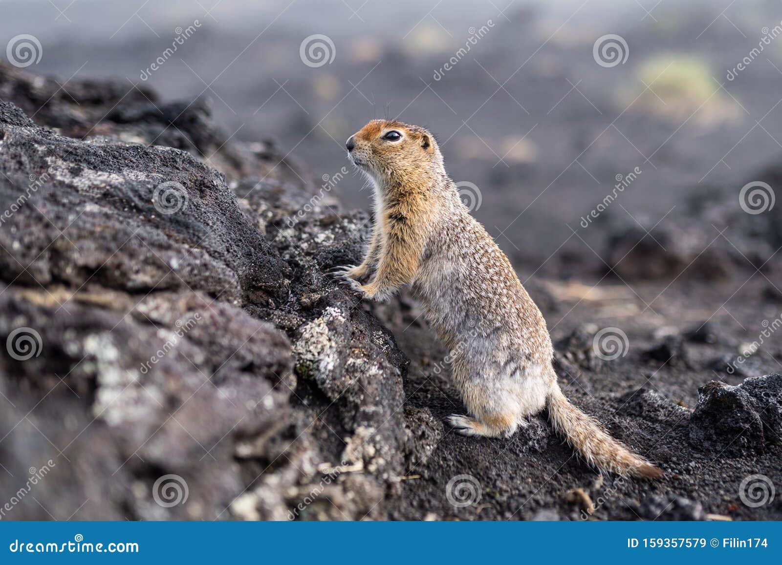 Cute Funny Gophers are Looking into the Camera Stock Image - Image of ...