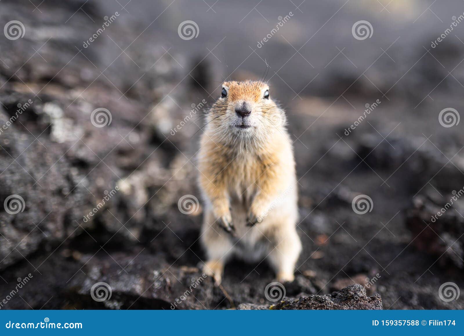 Cute Funny Gophers are Looking into the Camera Stock Photo - Image of ...