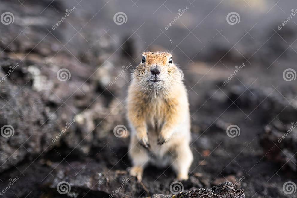 Cute Funny Gophers are Looking into the Camera Stock Photo - Image of ...