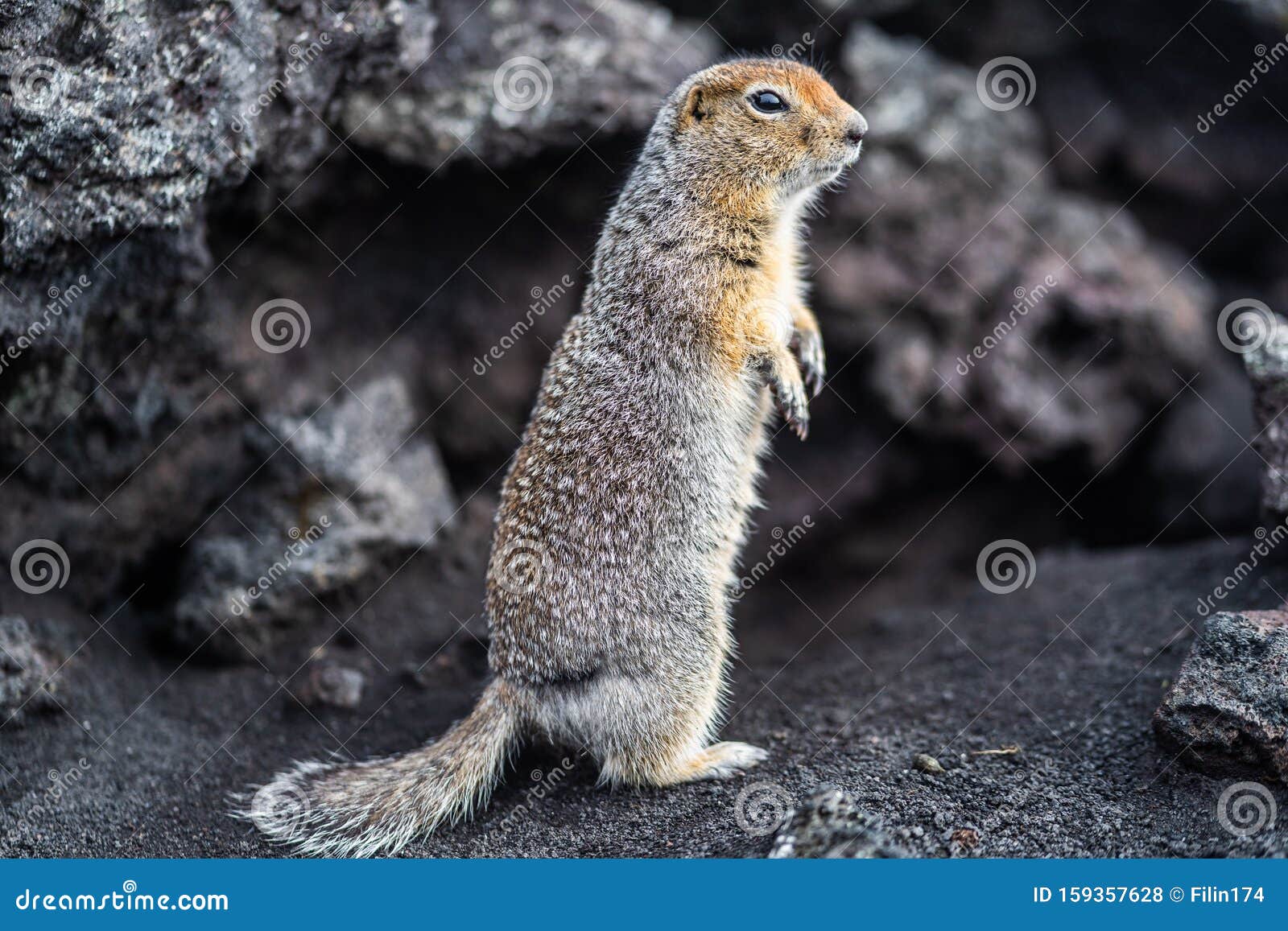 Cute Funny Gophers are Looking into the Camera Stock Photo - Image of ...