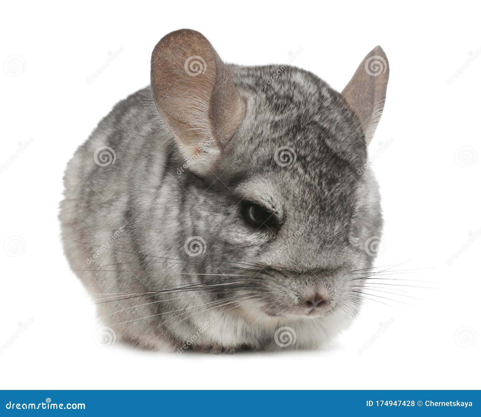 Cute Funny Grey Chinchilla Isolated on White Stock Photo - Image of ...