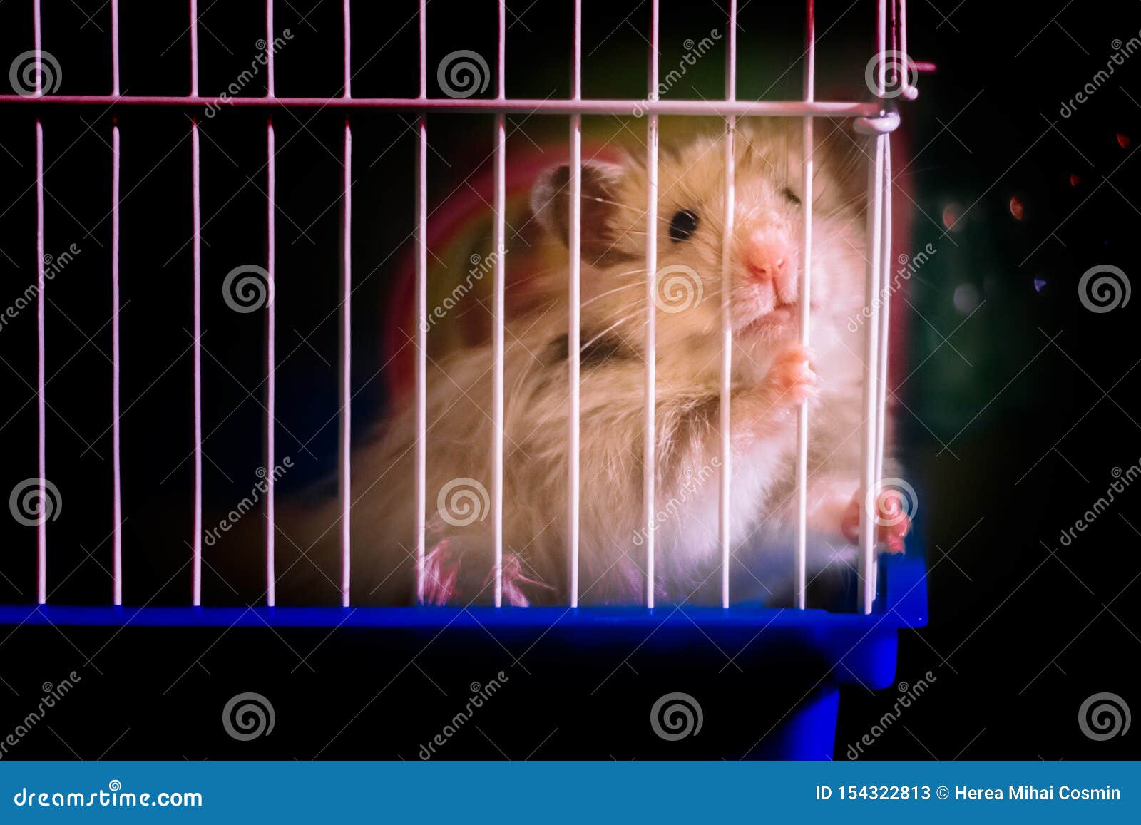 Cute Funny Hamster Sitting in a Cage Stock Image - Image of hands, mice ...