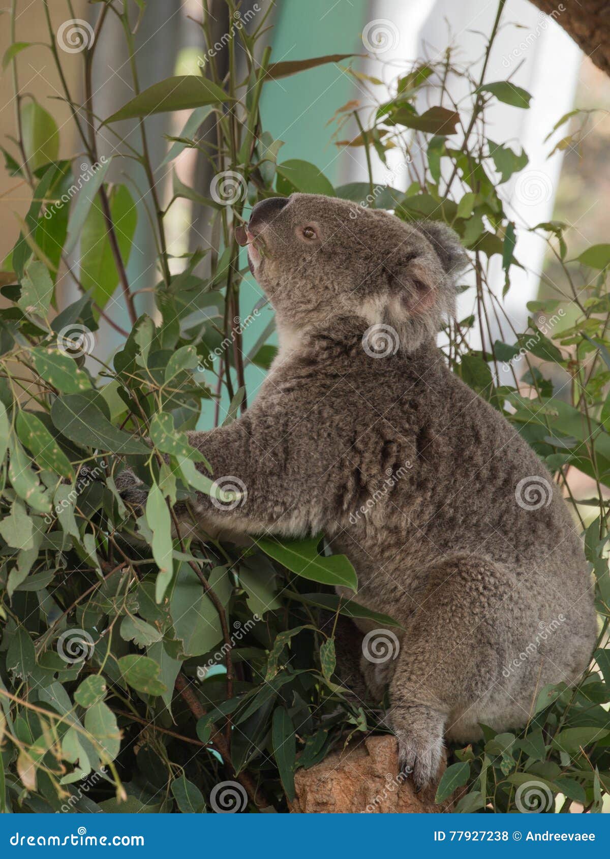 Cute Funny Koala, Australia Stock Photo - Image of funny, smart: 77927238