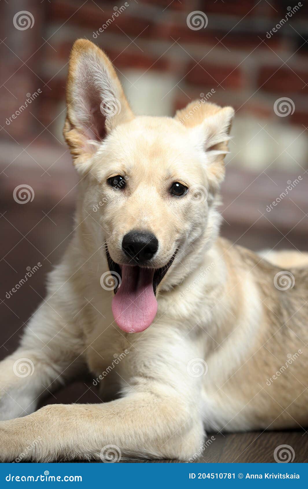 Cute Funny Light Beige Puppy Pooch Stock Image - Image of happiness ...