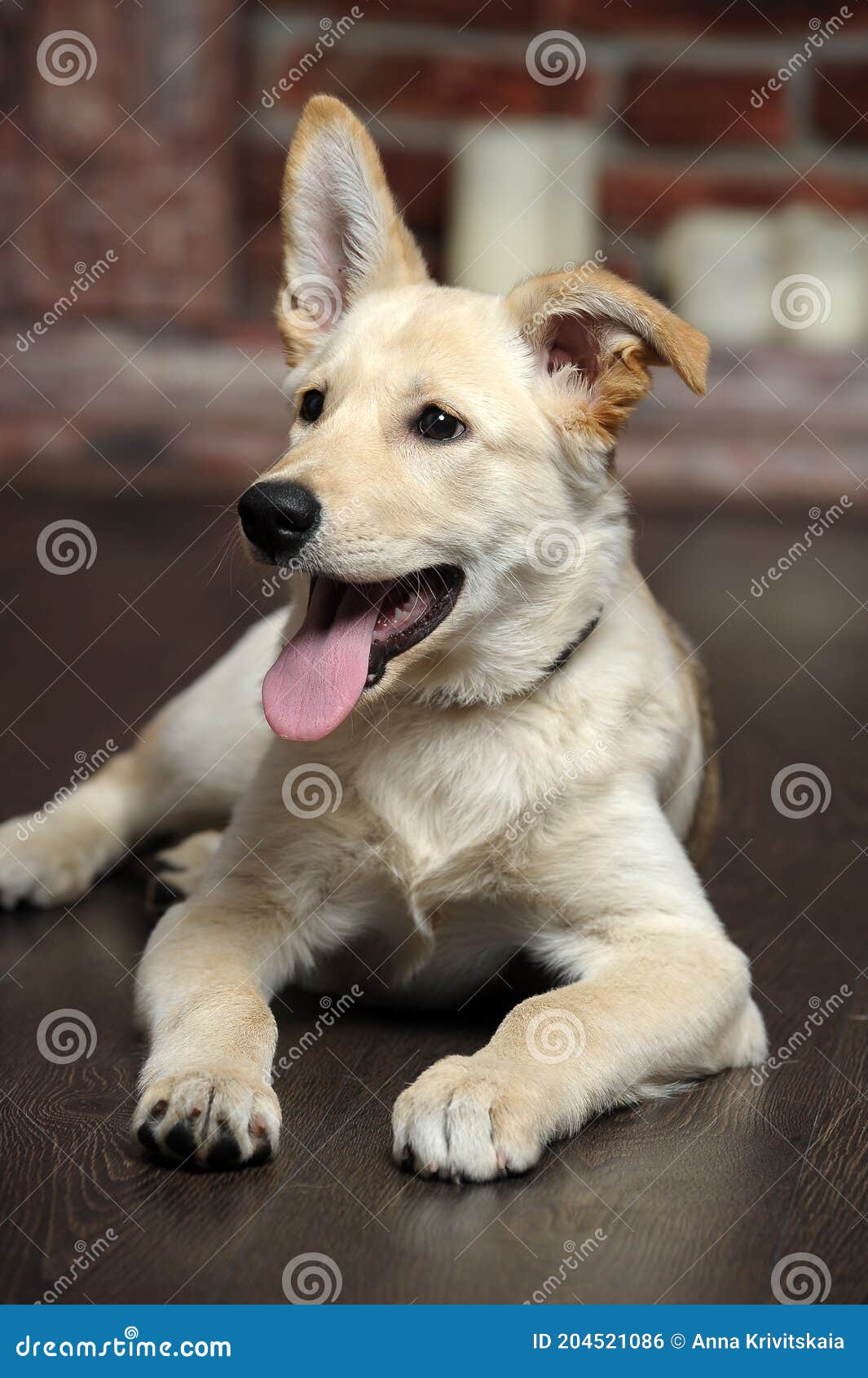 Cute Funny Light Beige Puppy Pooch Stock Photo - Image of adorable ...