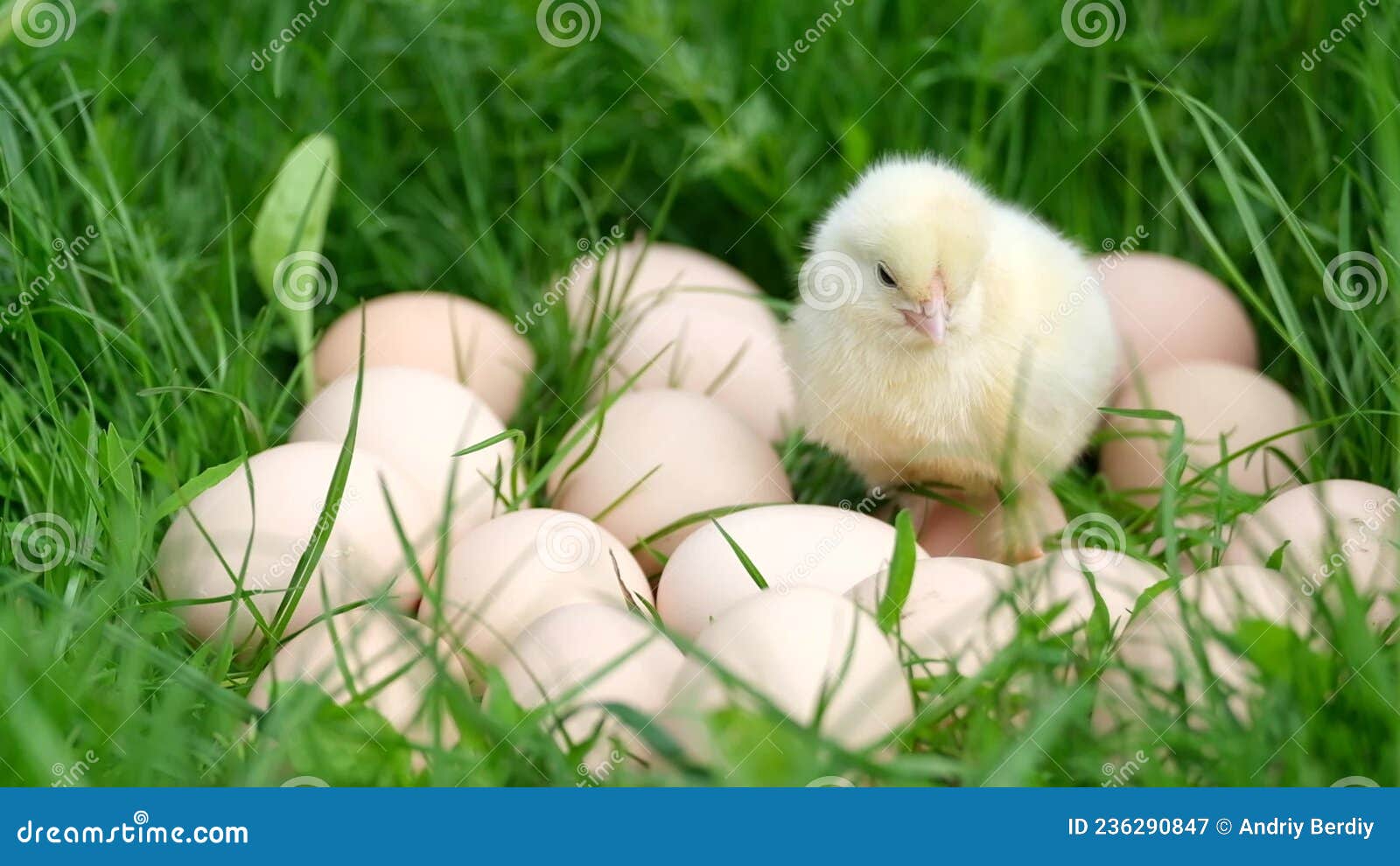 Cute Funny Little Chicken with Eggs on a Green Lawn. Stock Image ...