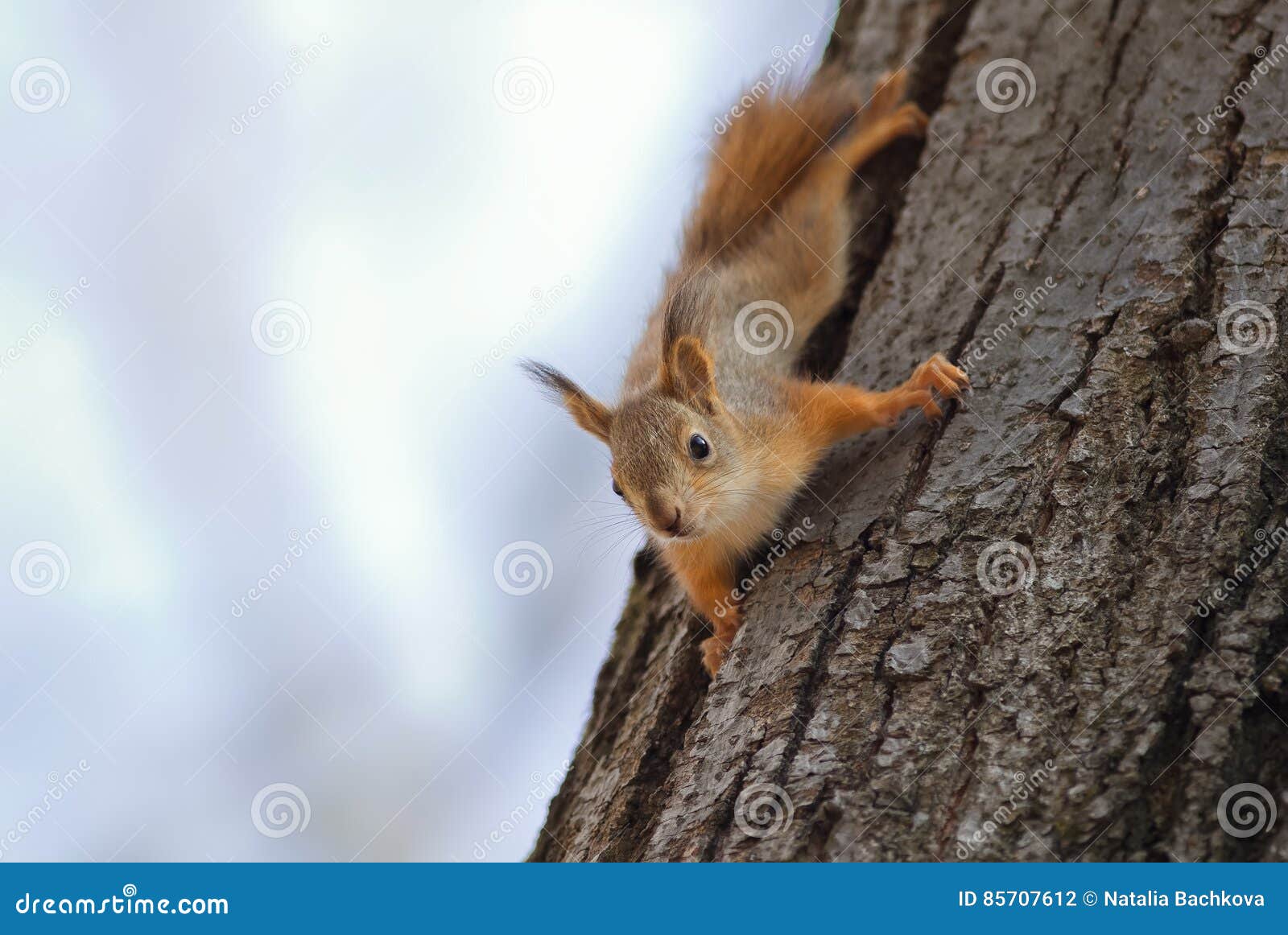 Cute Funny Little Squirrel Fun Crawling on a Tree in the Park Stock ...