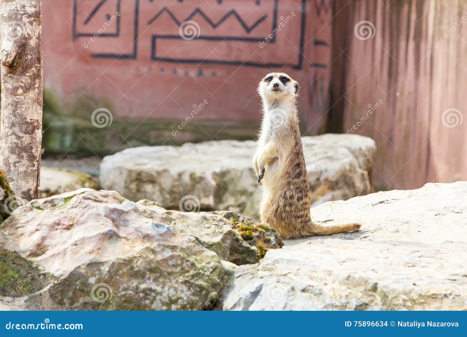 Cute Funny Meerkat Standing on Two Paws Stock Photo - Image of brown ...