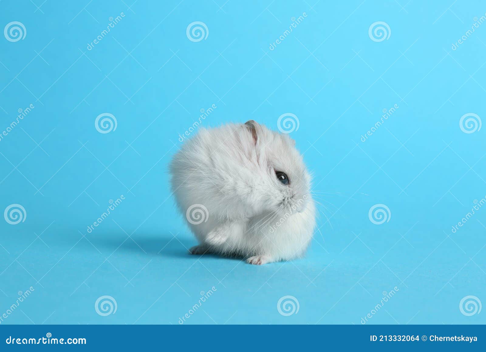 Cute Funny Pearl Hamster on Light Blue Background Stock Photo - Image ...