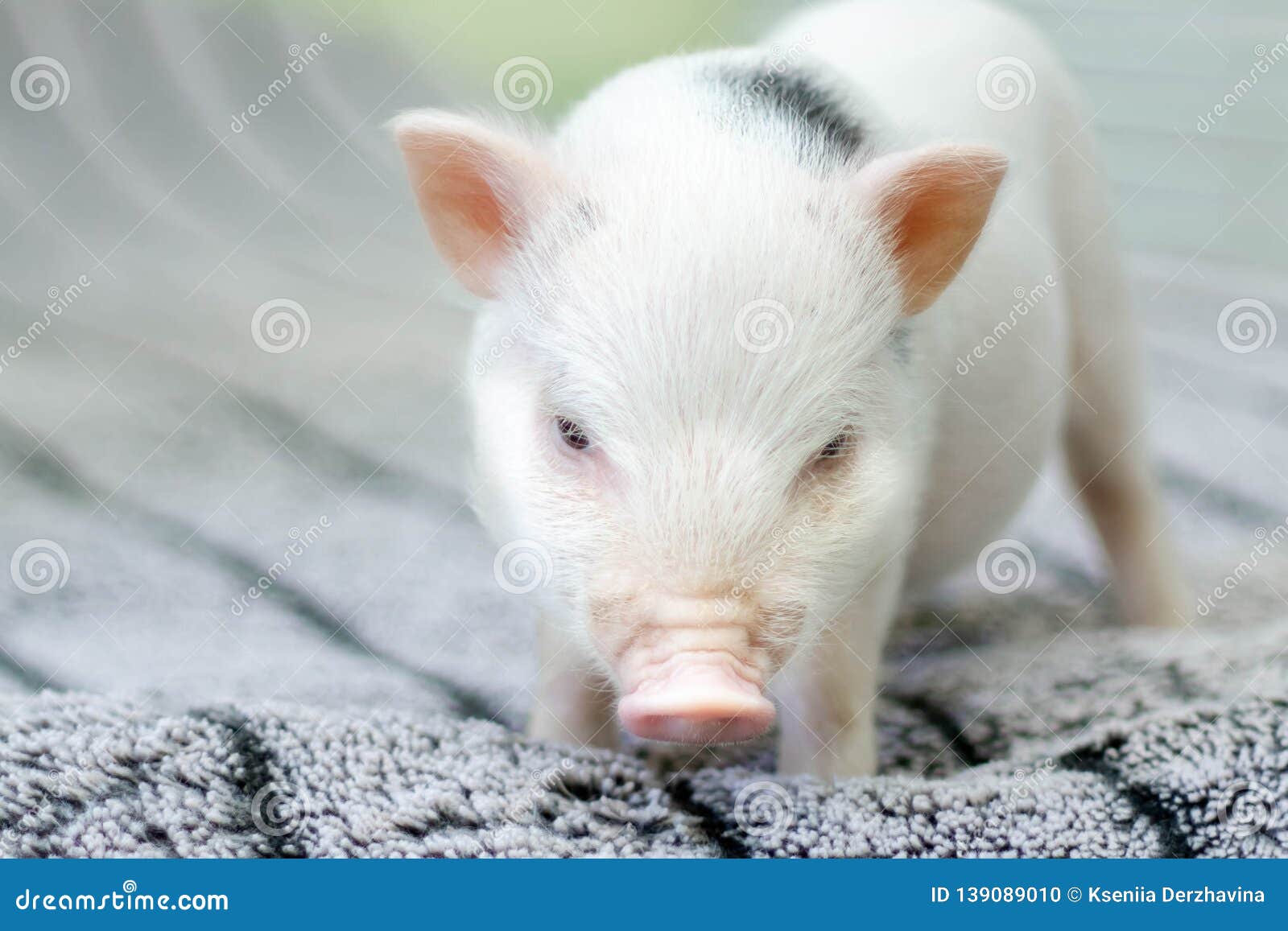 Cute Funny Pig Standing on a Blanket Stock Photo - Image of lying ...
