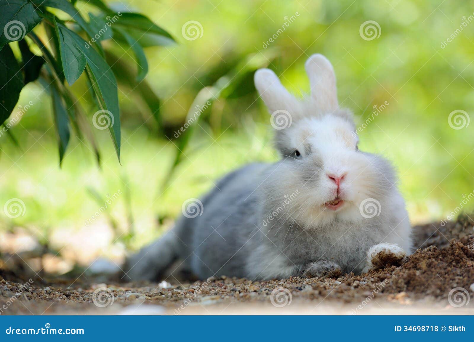 Cute Funny Rabbit Outdoors Lying on the Ground Stock Photo - Image of ...