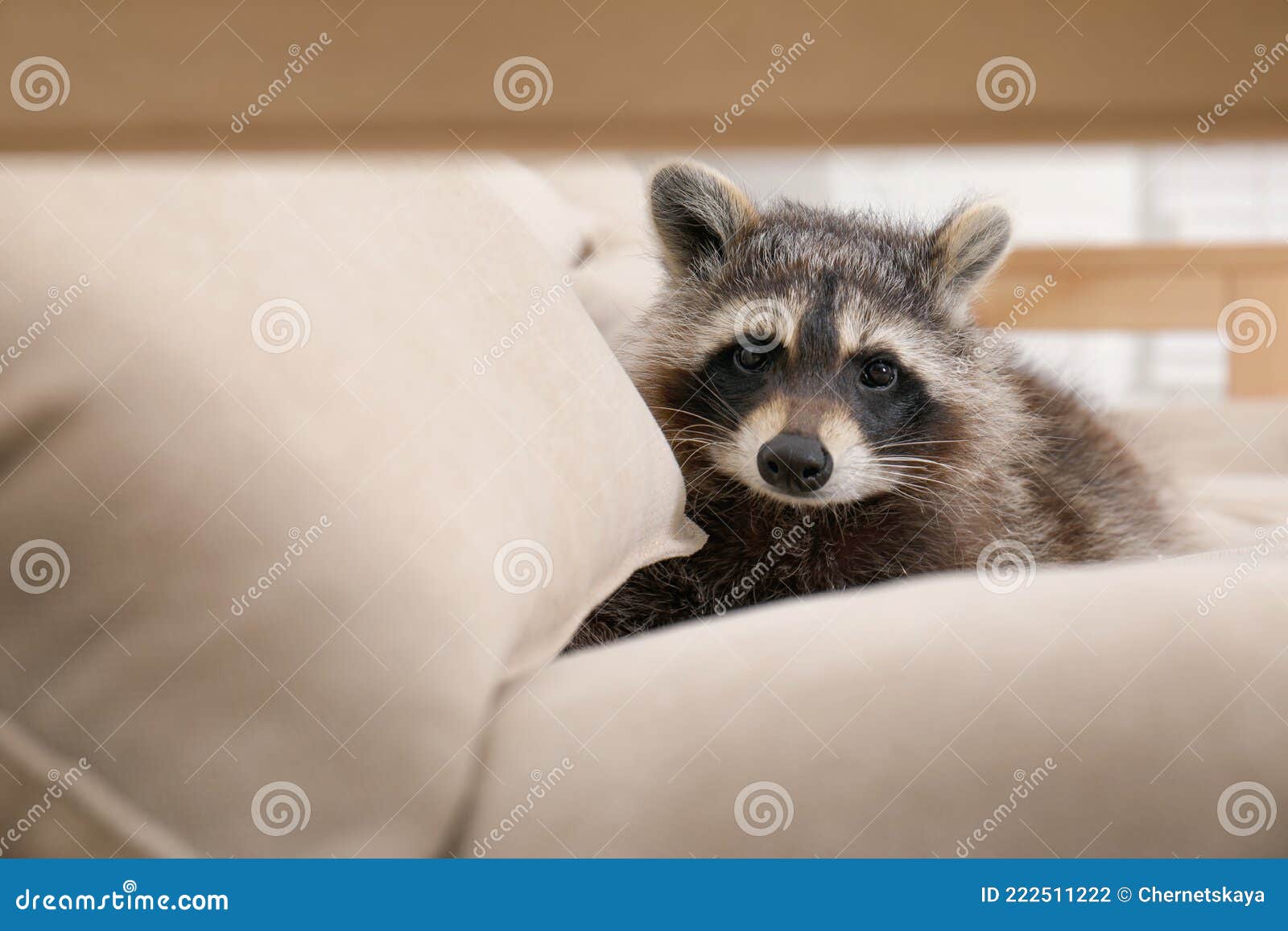 Cute Funny Raccoon Resting on Beige Sofa Stock Photo - Image of lovely ...