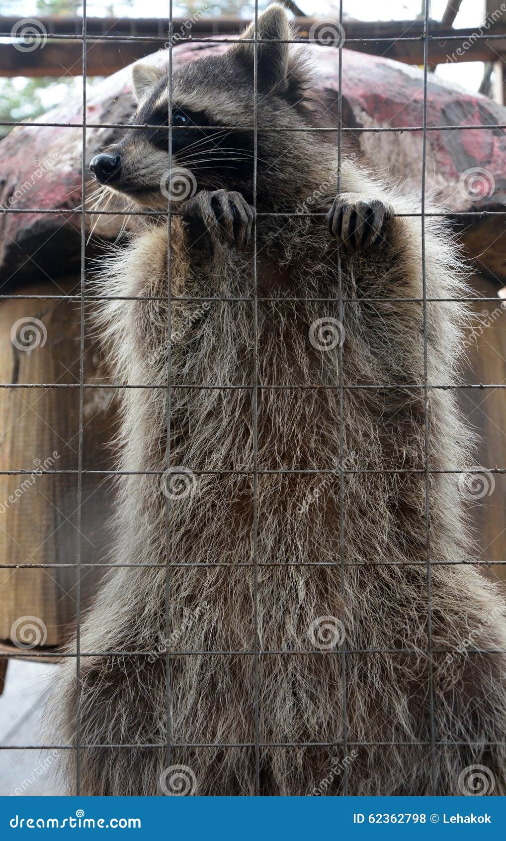 Cute and funny raccoon stock photo. Image of park, face - 62362798
