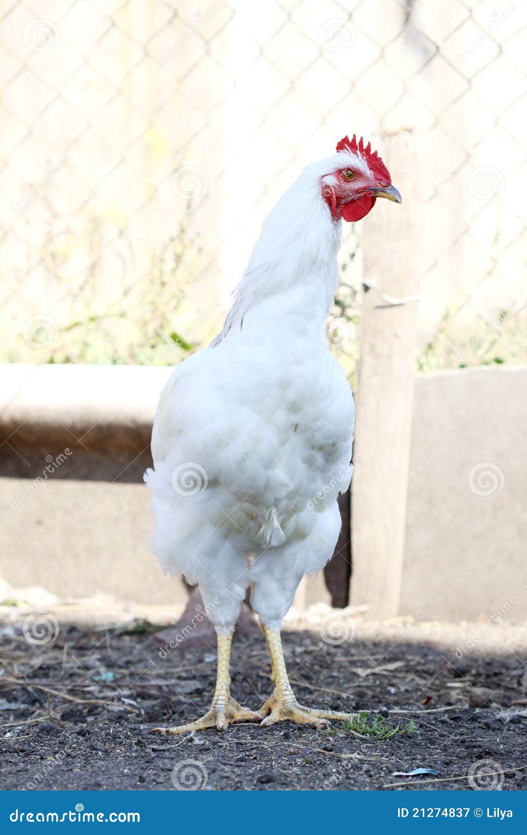 Cute funny rooster stock image. Image of looking, natural - 21274837