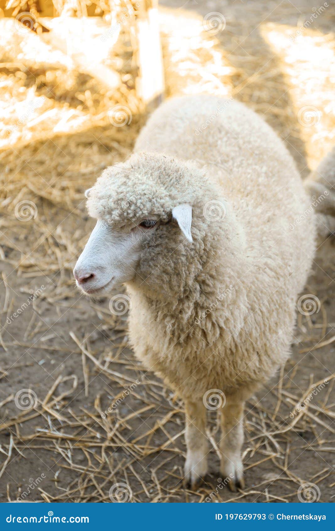 Cute Funny Sheep on Farm. Animal Husbandry Stock Image - Image of ...