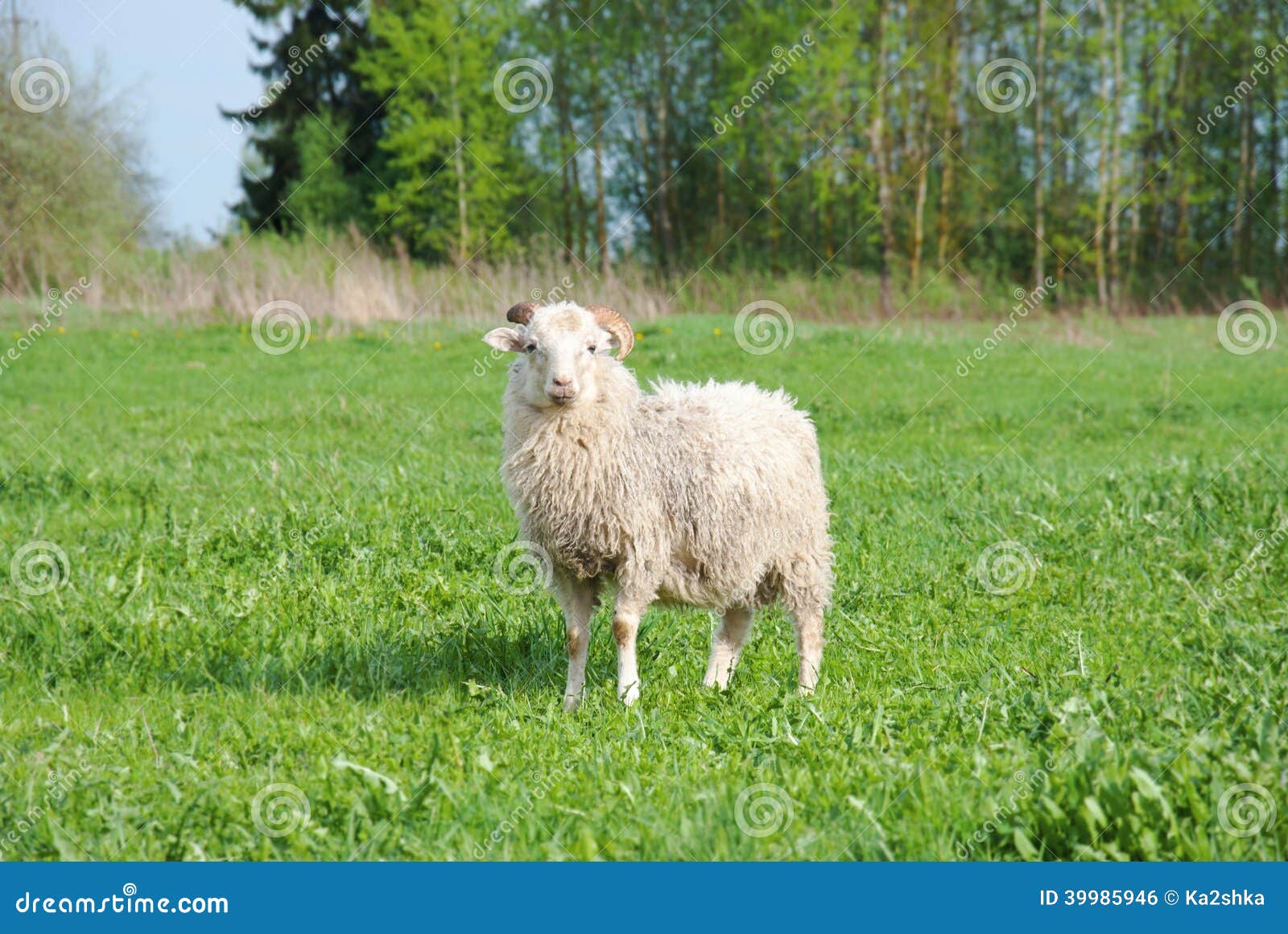 Cute funny sheep or lamb stock photo. Image of meadow - 39985946