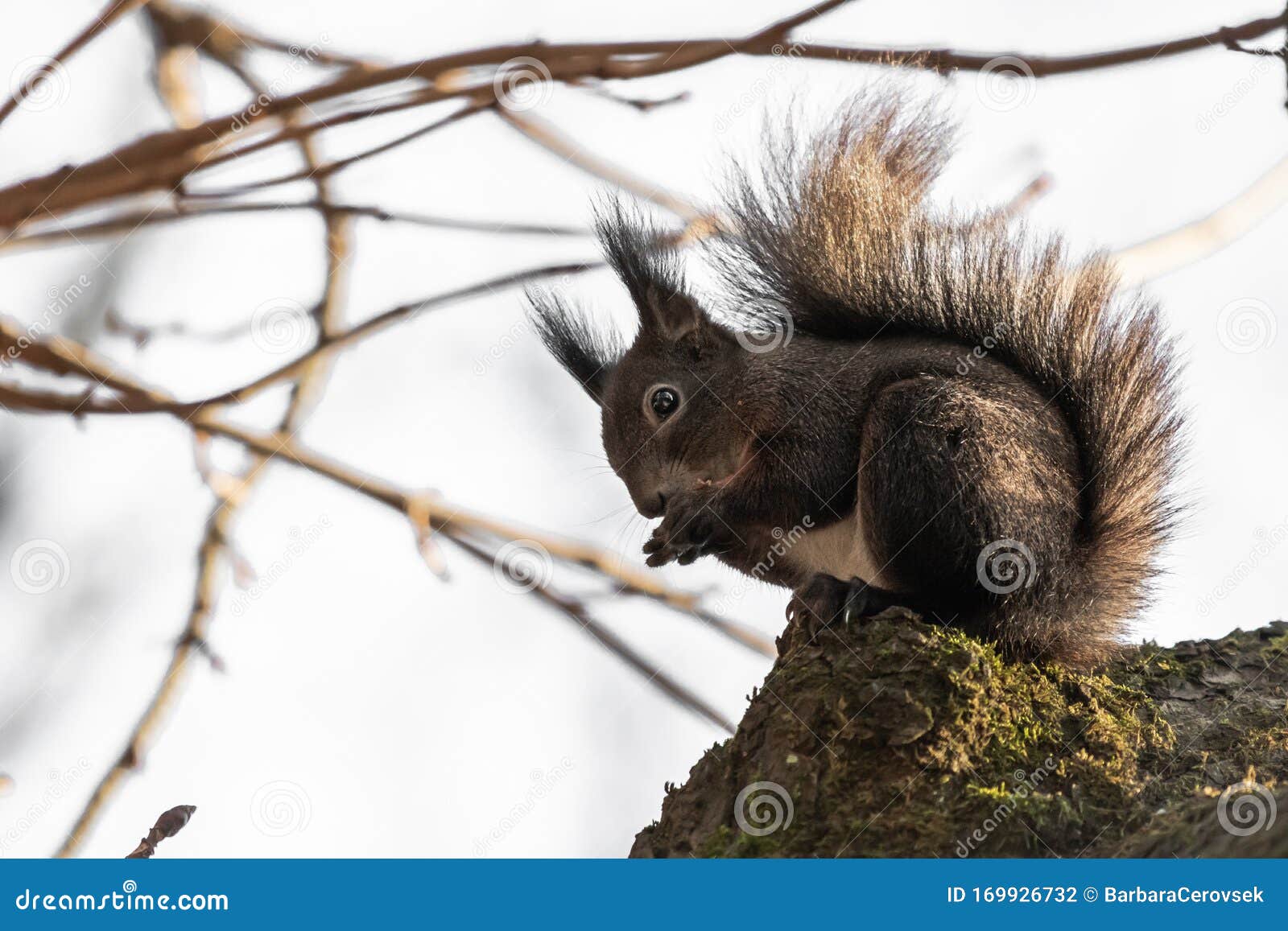 Cute and Funny Squirrel Adventures in the Forest Stock Photo - Image of ...