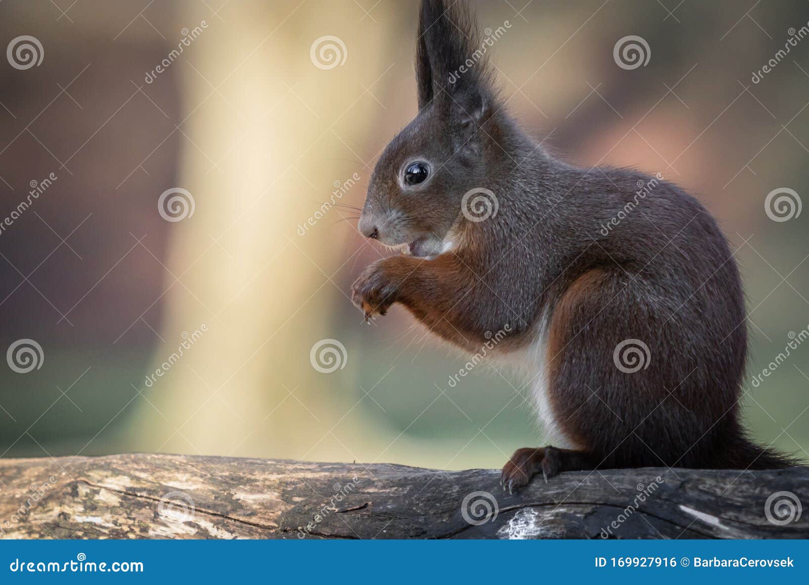 Cute and Funny Squirrel Adventures in the Forest Stock Photo - Image of ...