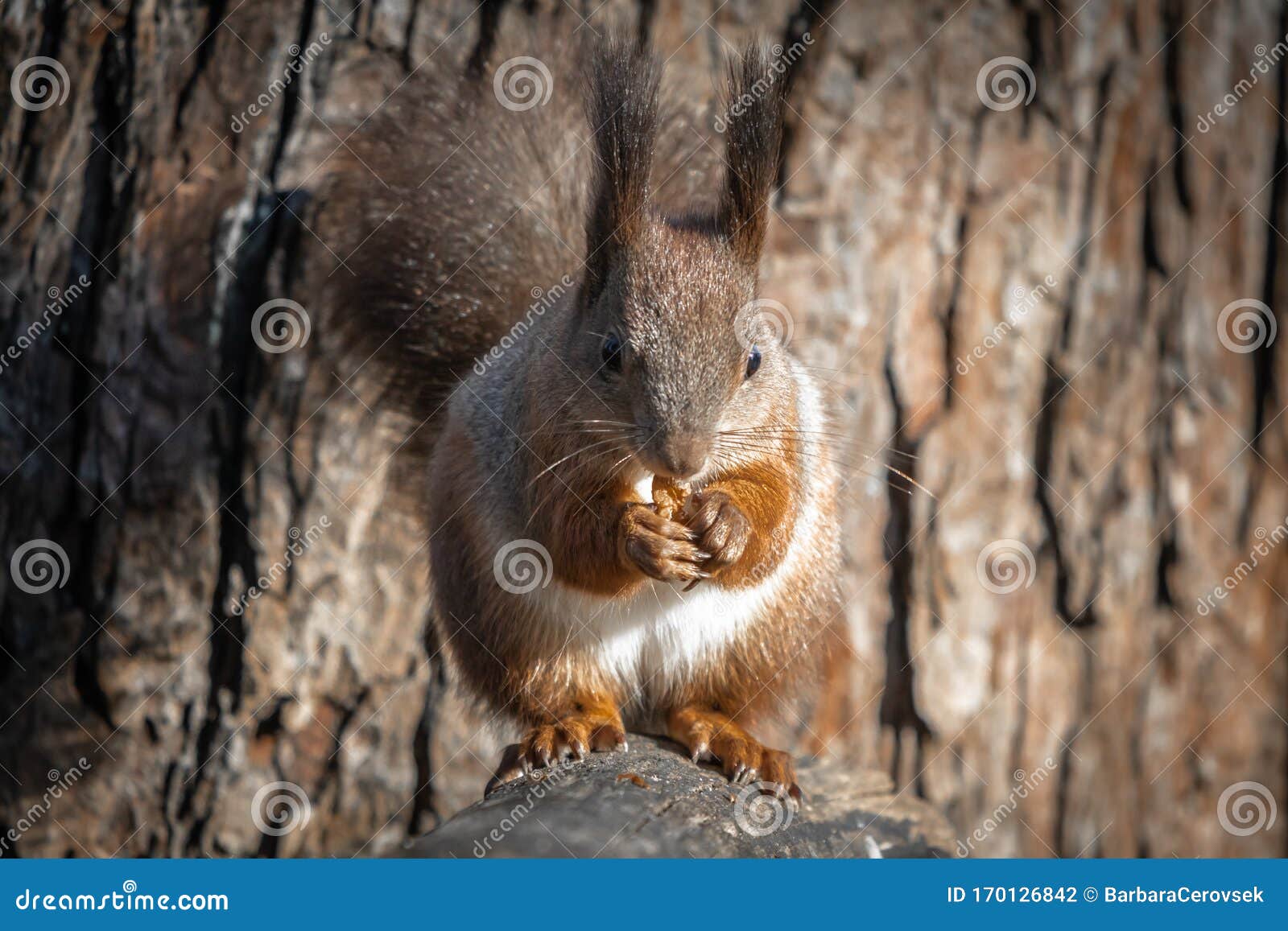 Cute and Funny Squirrel Adventures in the Forest Stock Photo - Image of ...