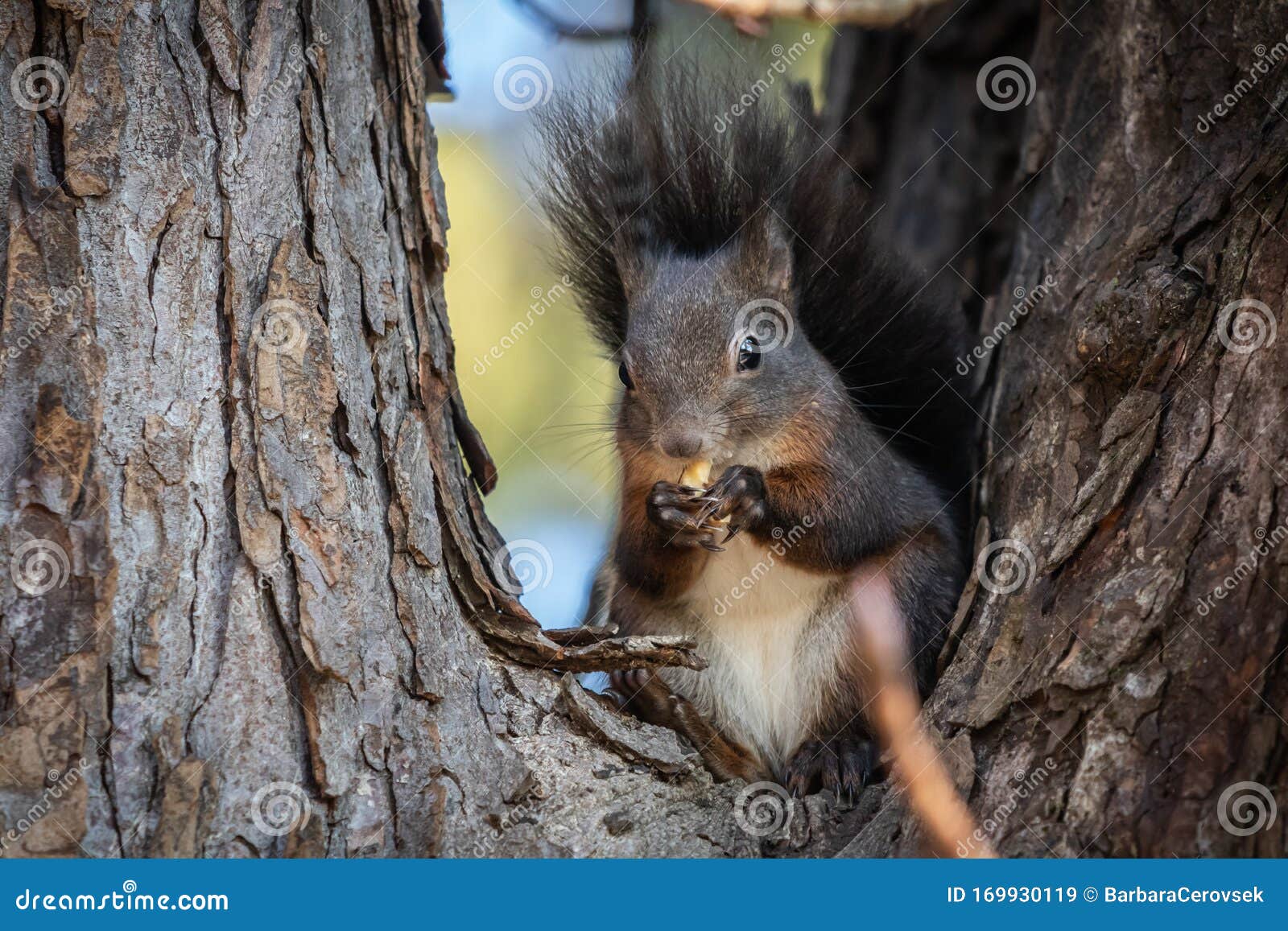 Cute and Funny Squirrel Adventures in the Forest Stock Image - Image of ...