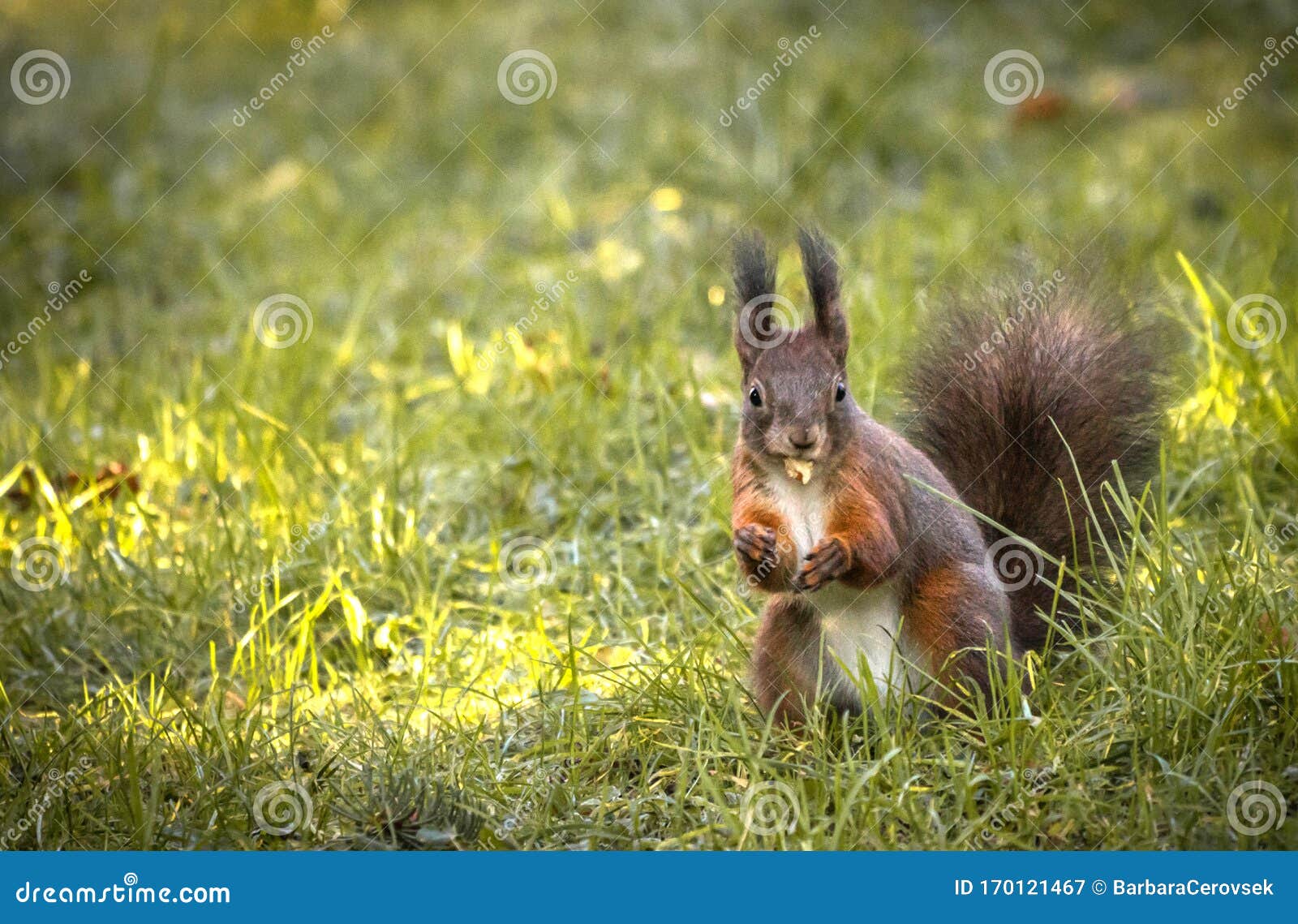 Cute and Funny Squirrel Adventures in the Forest Stock Image - Image of ...