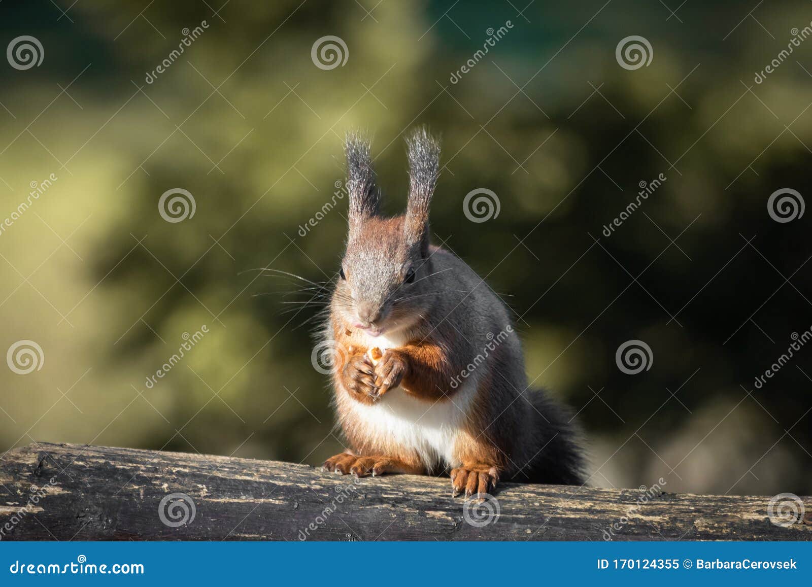 Cute and Funny Squirrel Adventures in the Forest Stock Image - Image of ...