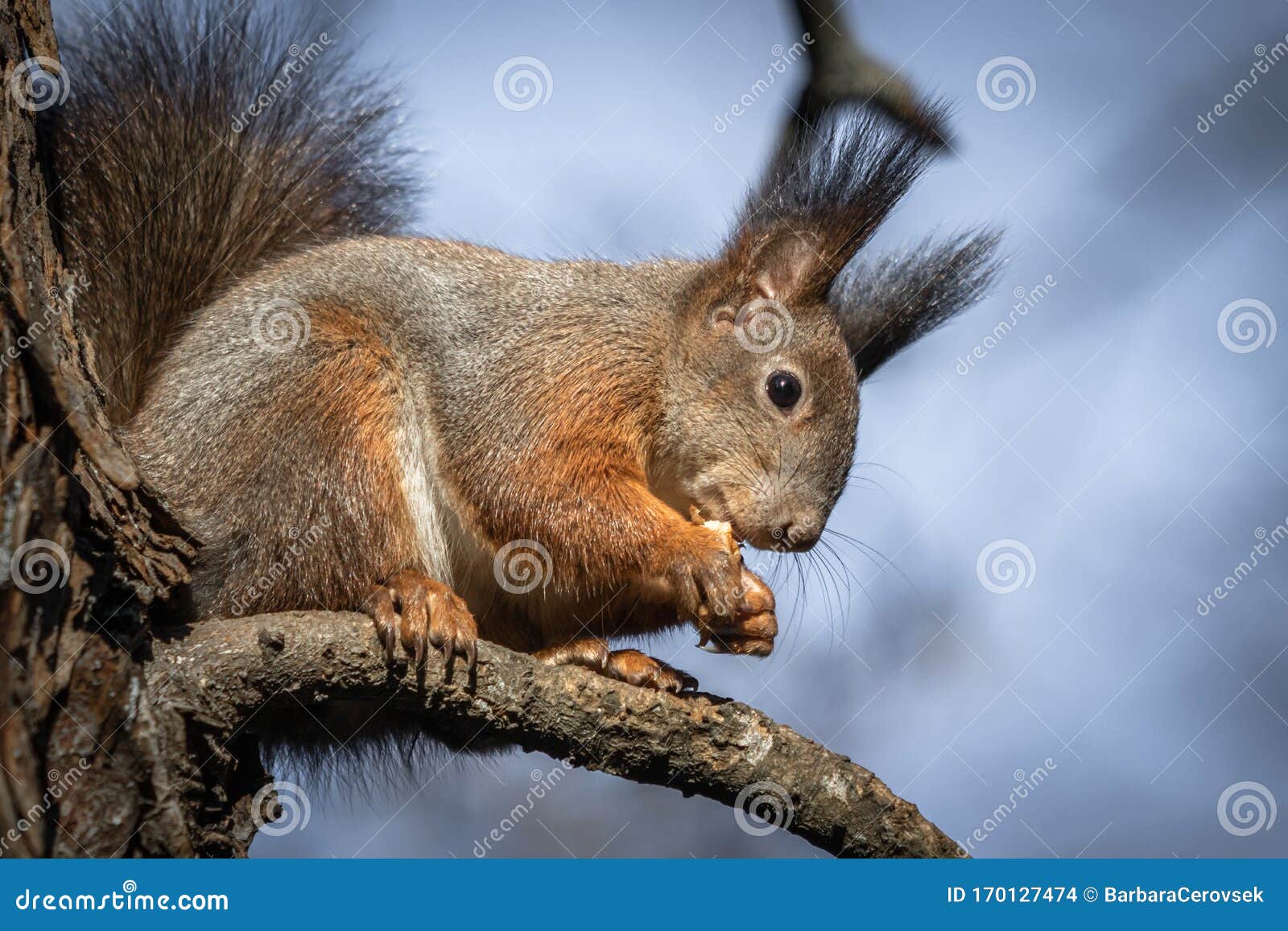 Cute and Funny Squirrel Adventures in the Forest Stock Photo - Image of ...