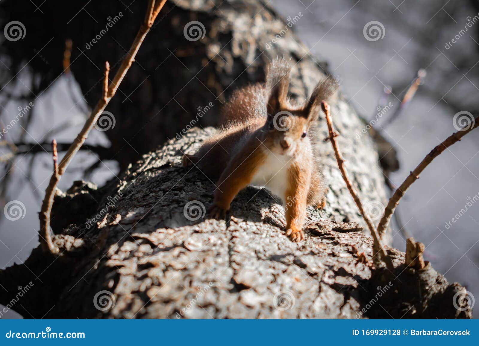 Cute and Funny Squirrel Adventures in the Forest Stock Photo - Image of ...