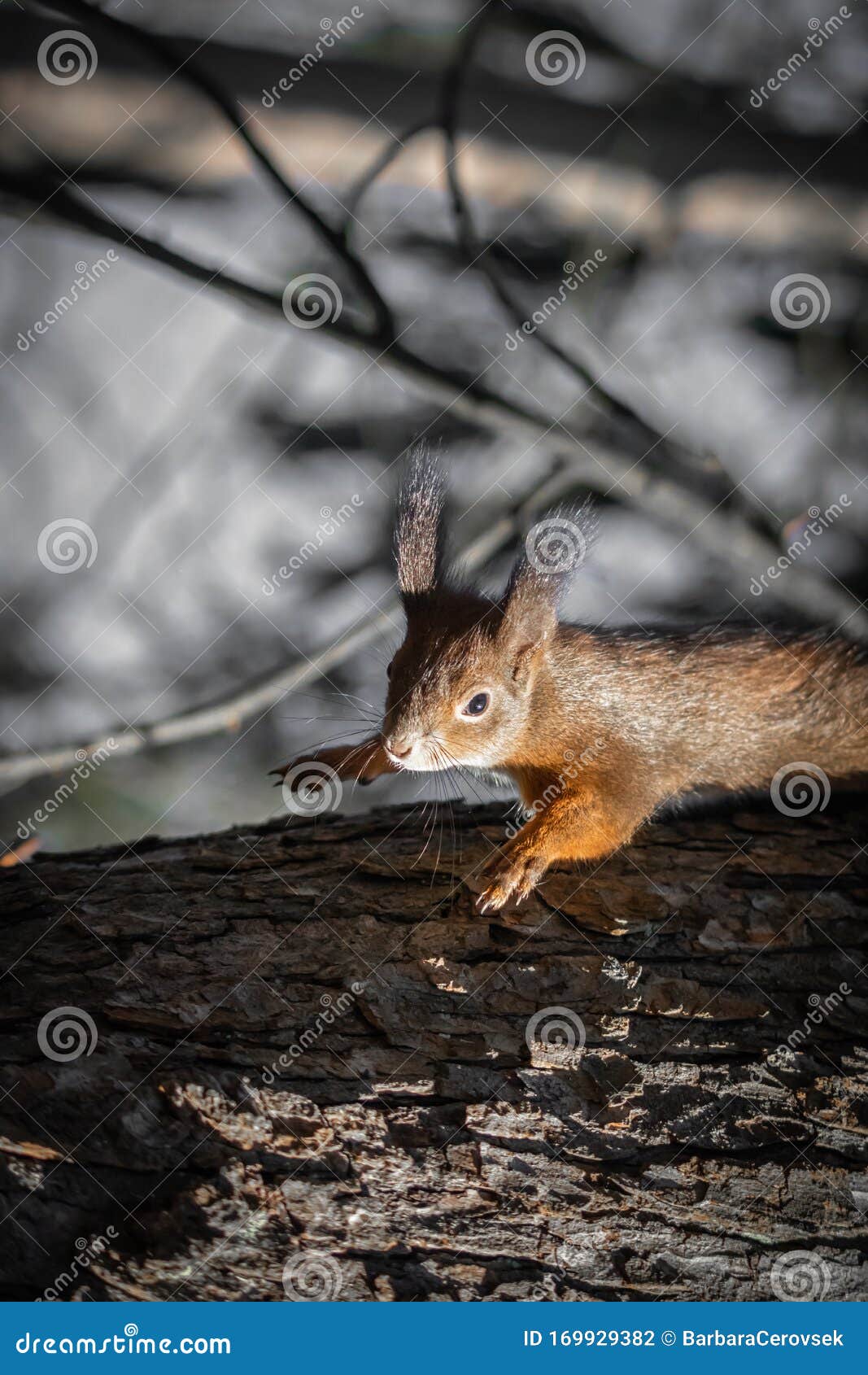 Cute and Funny Squirrel Adventures in the Forest Stock Photo - Image of ...
