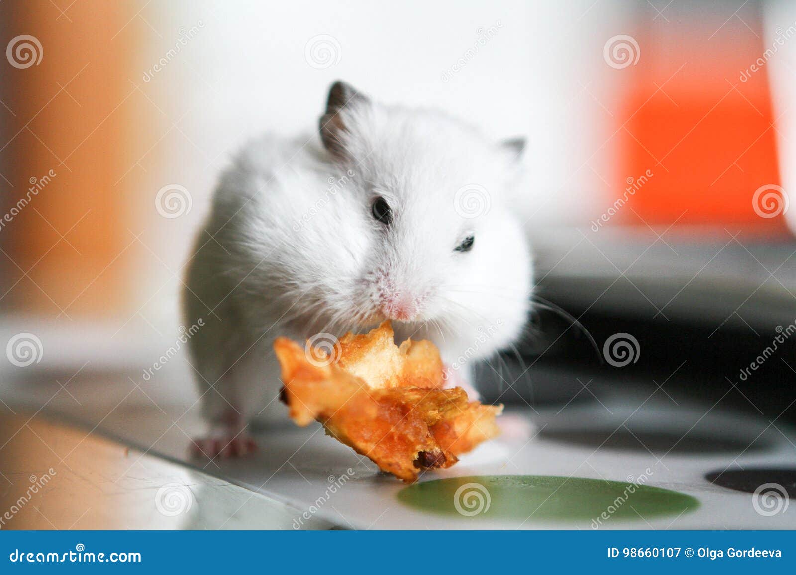 Cute Funny White Hamster Eating an Apple Stock Image - Image of greedy ...