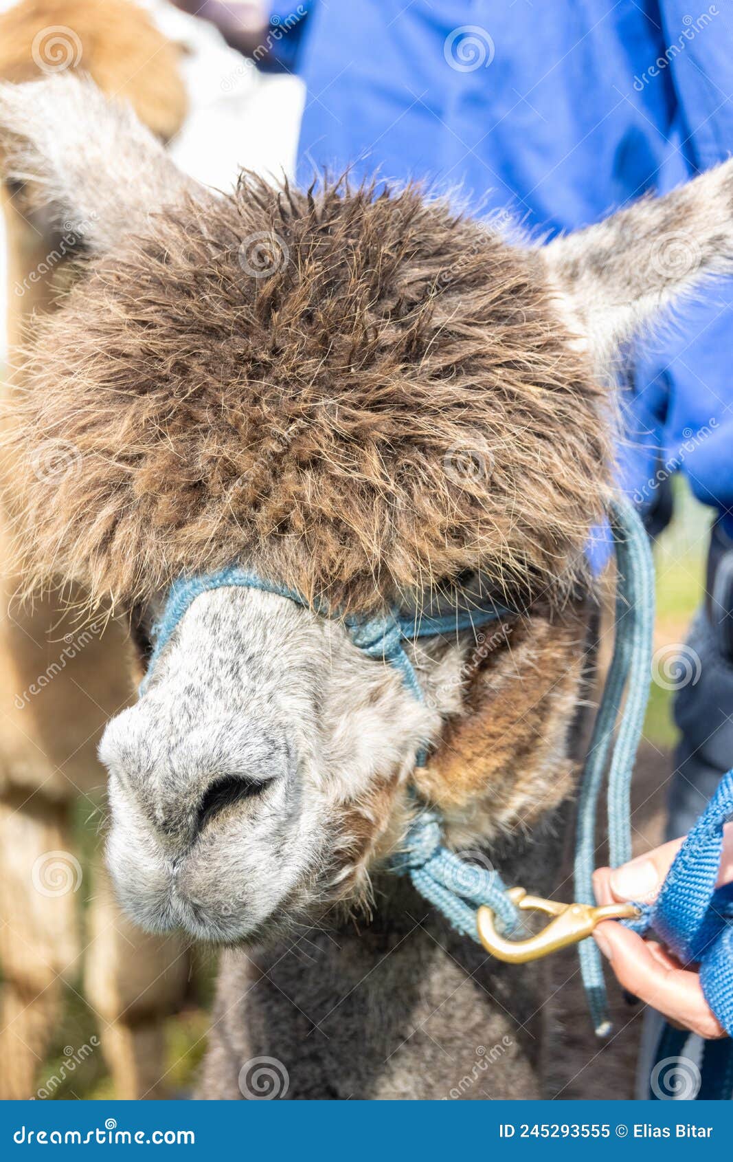 Cute and Furry Alpaca at Sydney Royal Easter Show Stock Image - Image ...