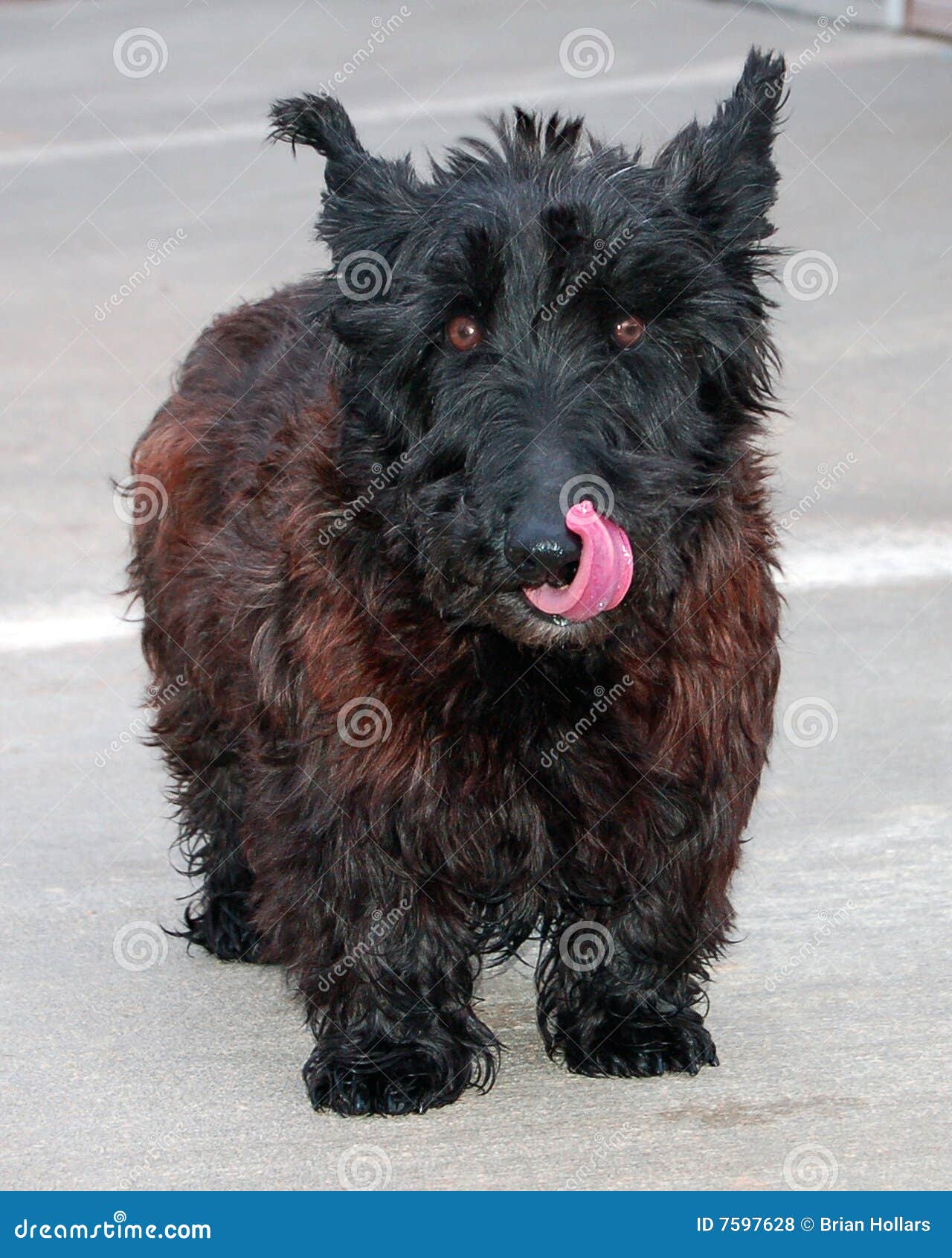 Cute Furry Dog stock photo. Image of hair, furry, cute - 7597628