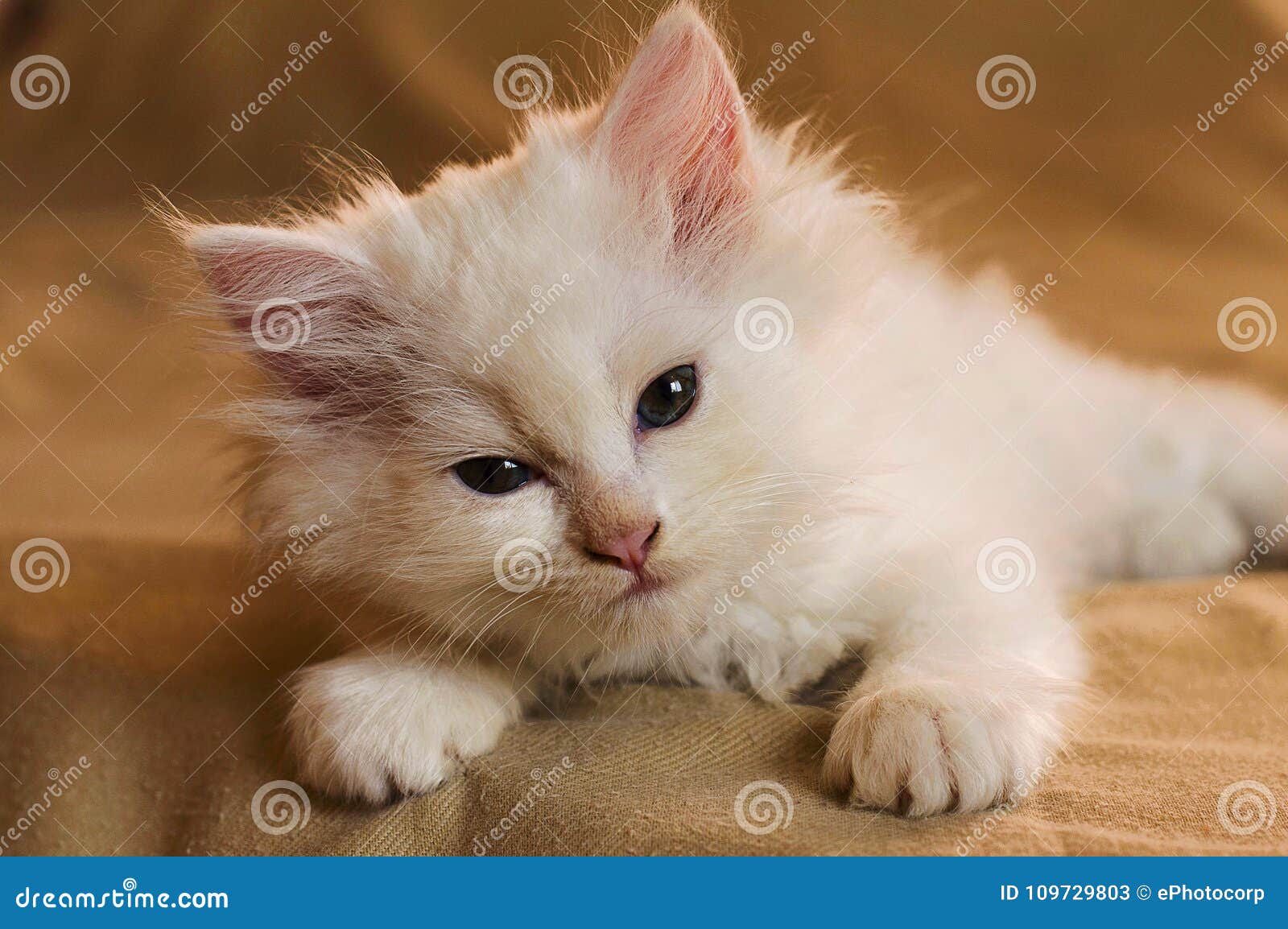 Cute Little White Kitten Laying Down Stock Image - Image of fluffy ...