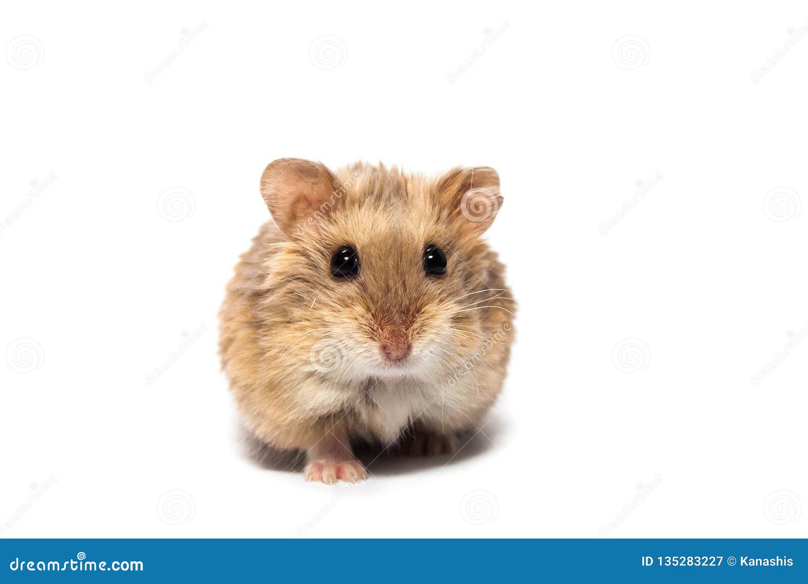 Cute Furry Small Dwarf Campbell Hamster In A Studio Royalty-Free Stock ...