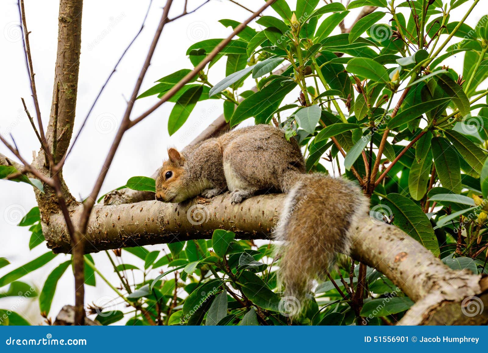 Cute and Furry Squirrel Climbing Up a Tree Stock Image - Image of ...