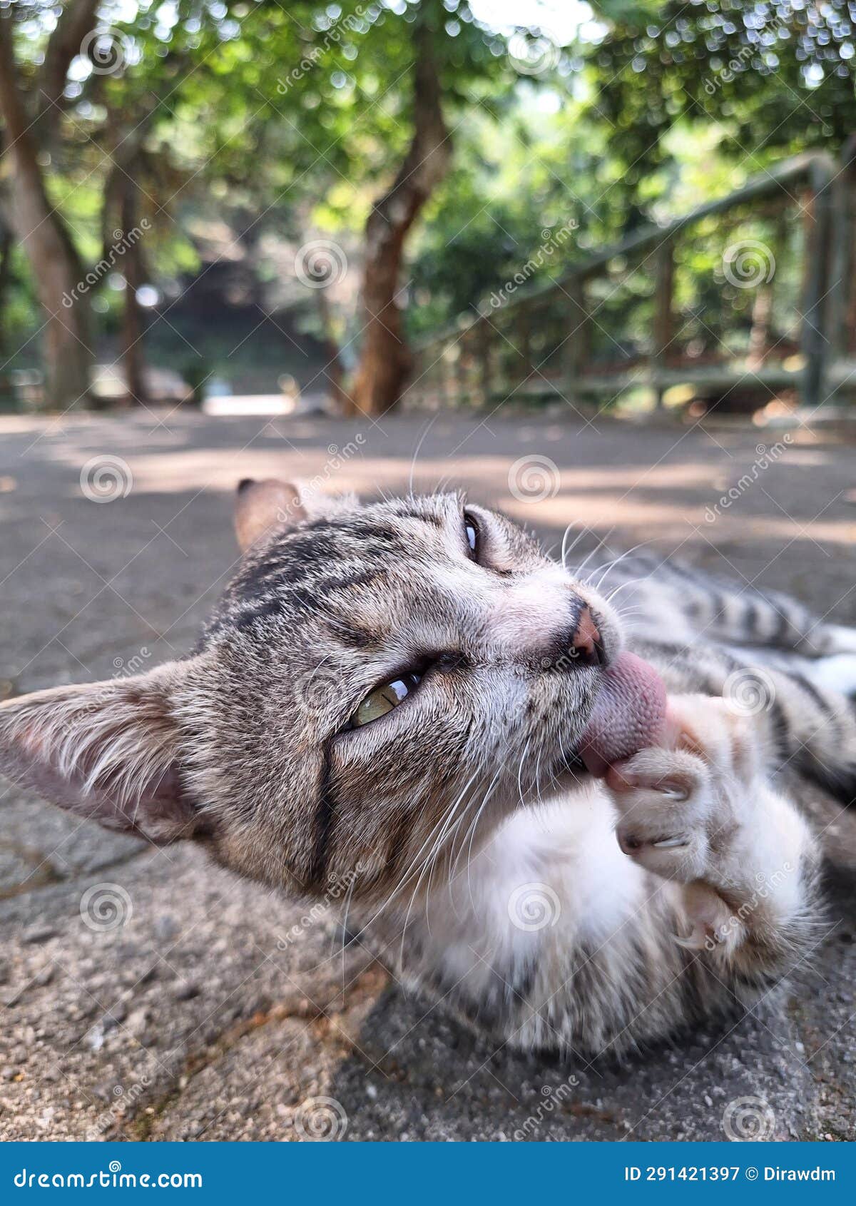 A Cute Fury Cat Kitty in the Forest Stock Image - Image of kitty ...