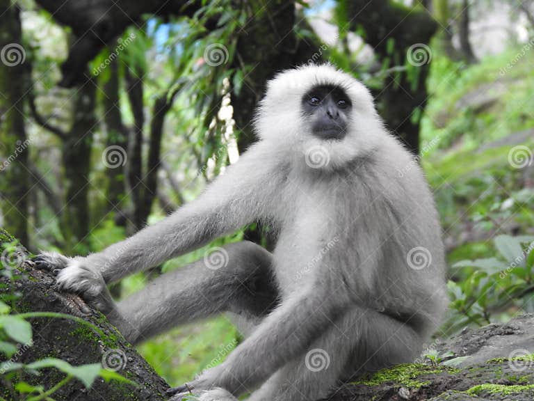 Cute fuzzy langur stock photo. Image of fuzzy, wildlife - 248163280