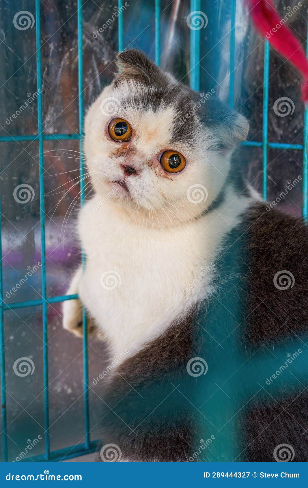 Garfield, A Cute Black And White Tabby Pet Cat Stock Image ...